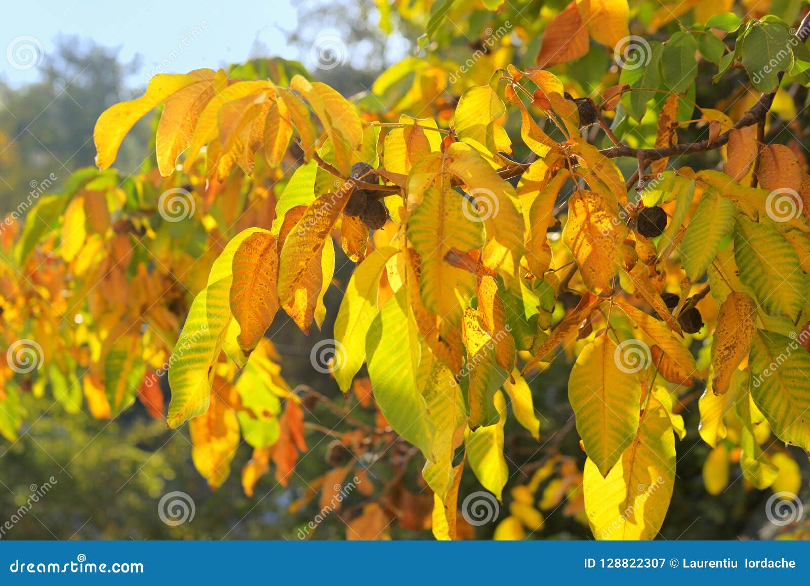 Autumn Branch of Walnut Leaves Stock Image - Image of agricultural ...