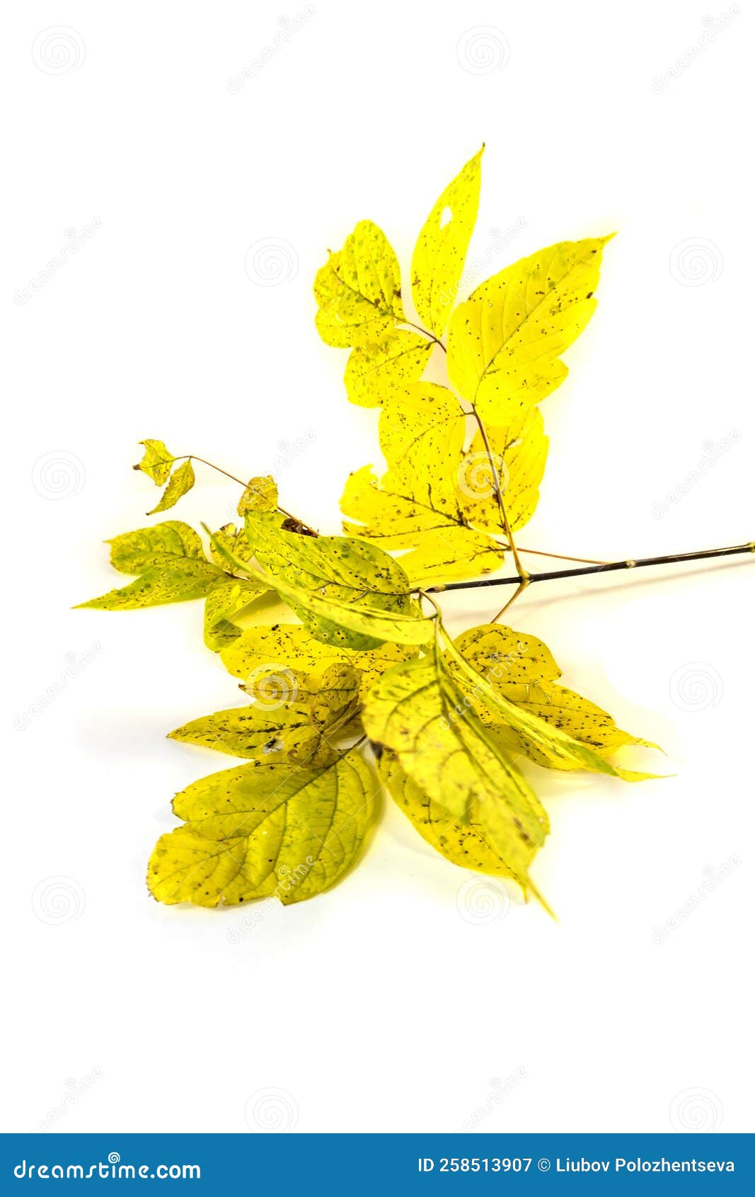Autumn Branch with Yellow Leaves on a White Background Stock Image ...