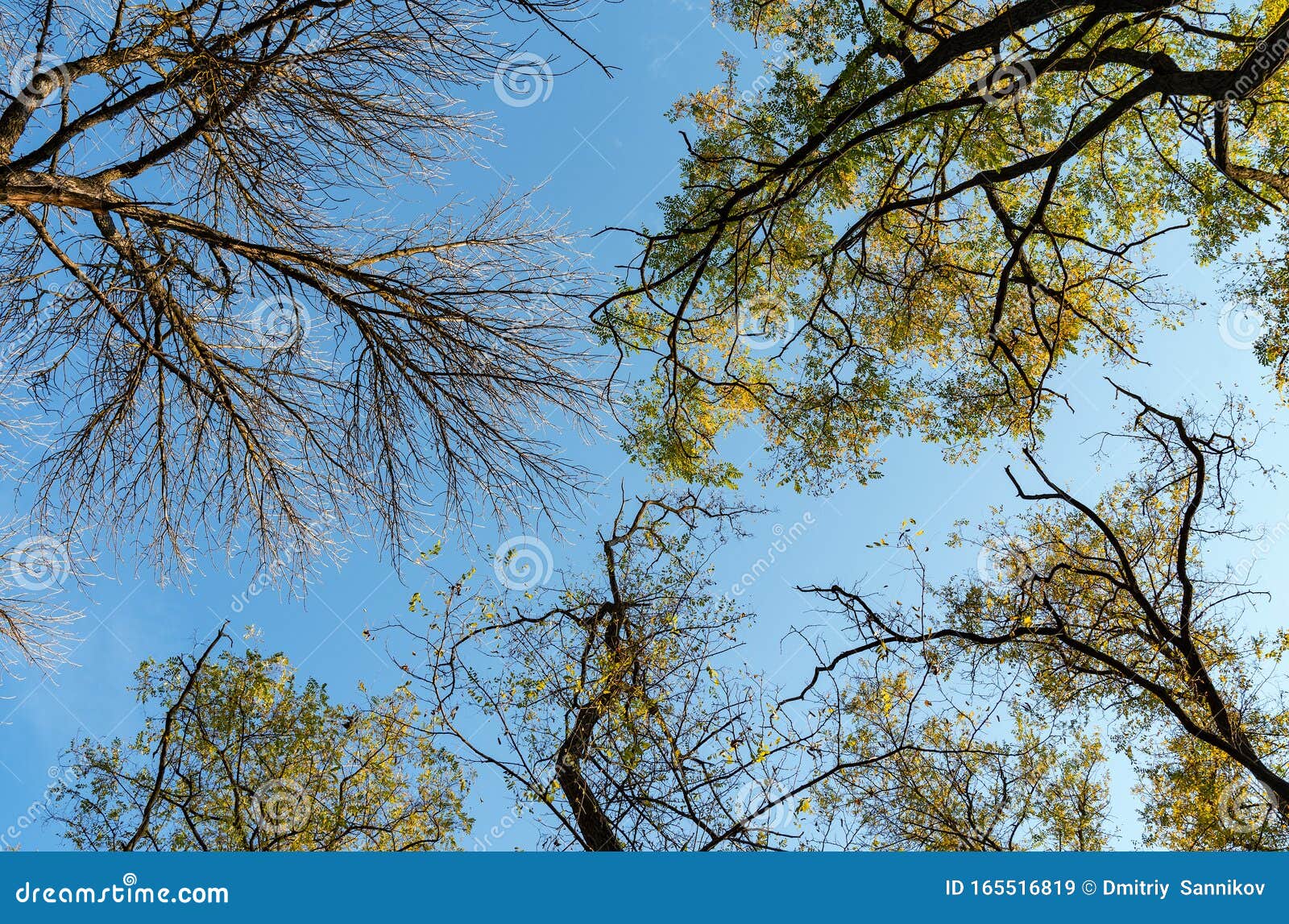Autumn Branches of Deciduous Trees Stock Image - Image of tree ...
