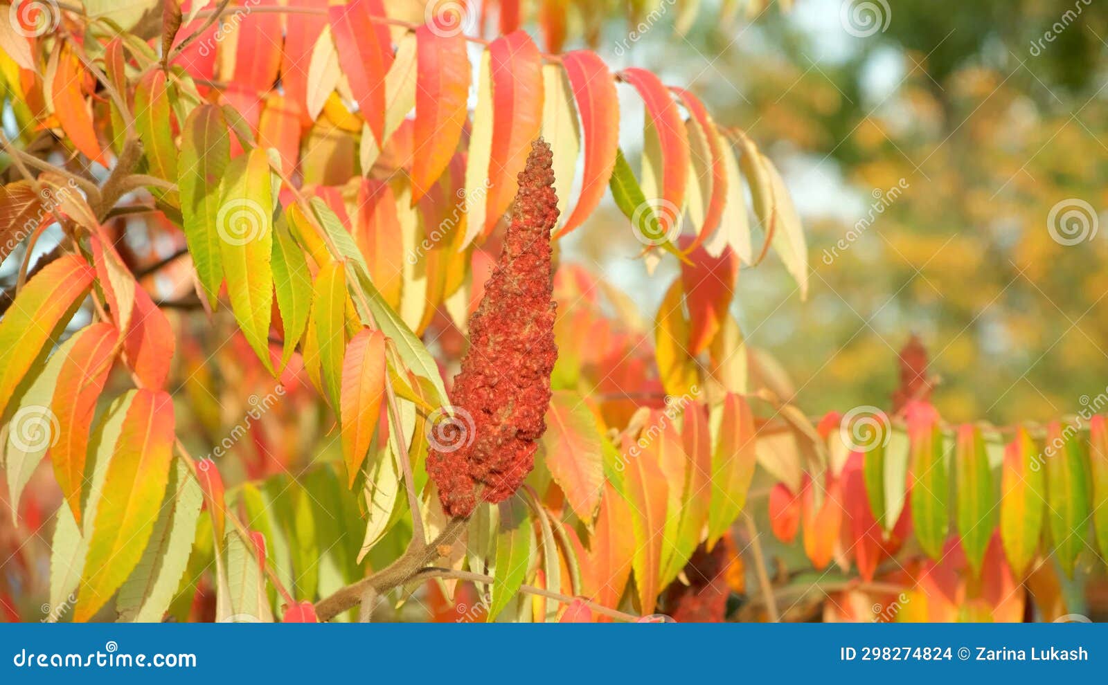 The Autumn Branches of the Vinegar Tree Sumac Staghorn, Rhus Typhina ...