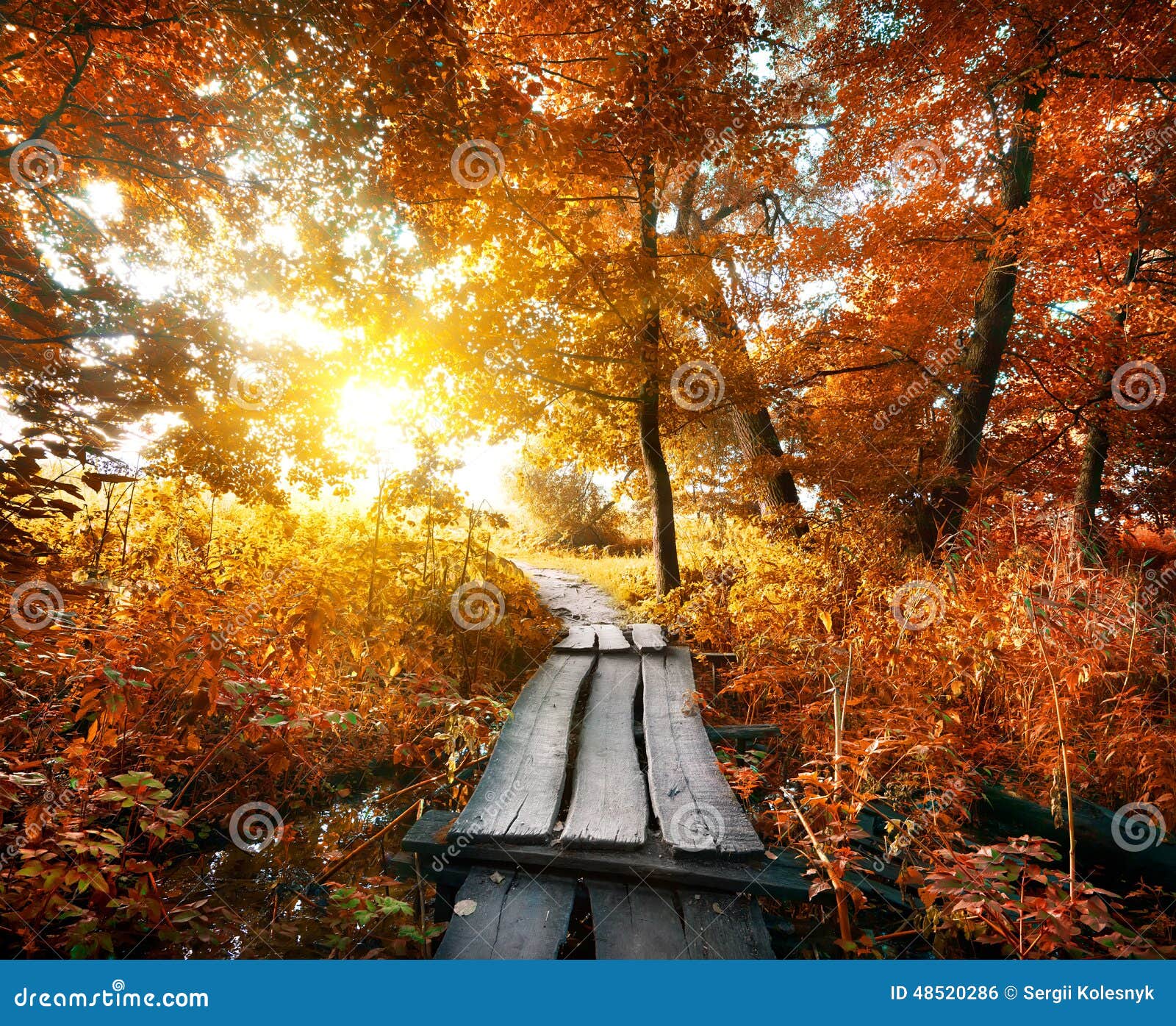 Autumn and bridge stock photo. Image of board, environment - 48520286
