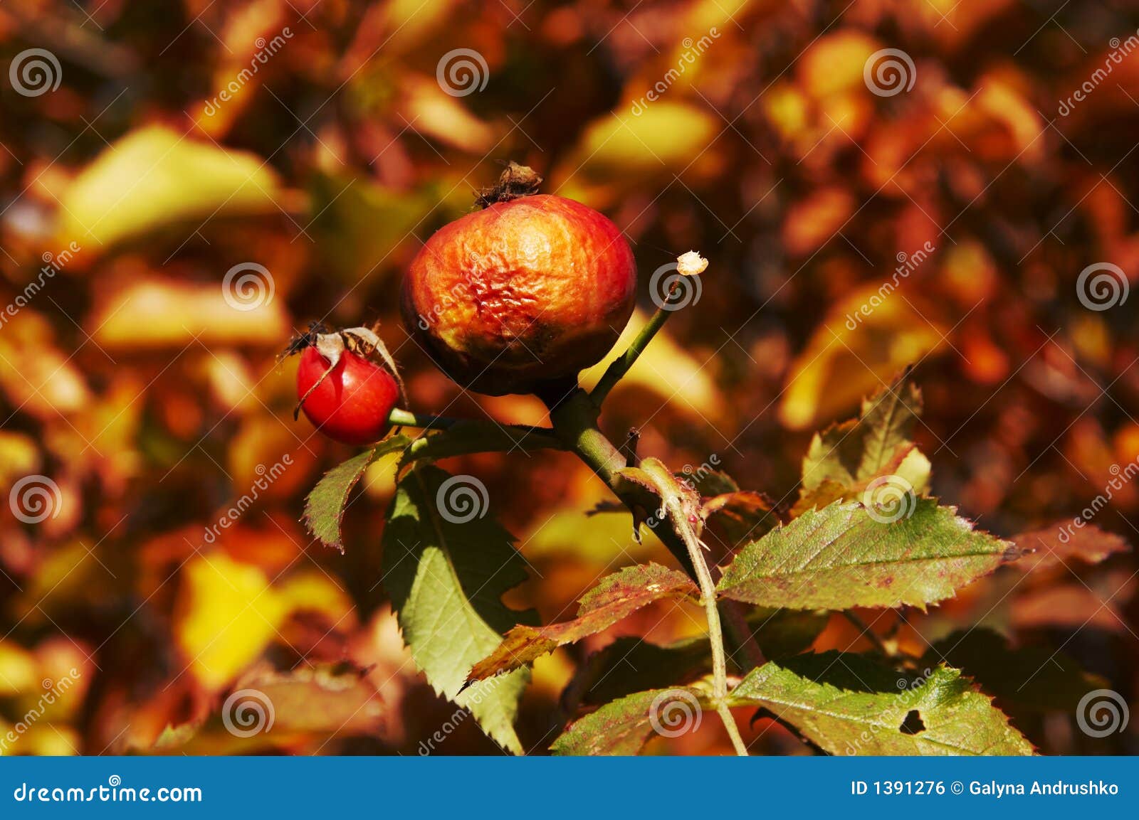 Autumn brier stock photo. Image of abstract, good, foliage - 1391276