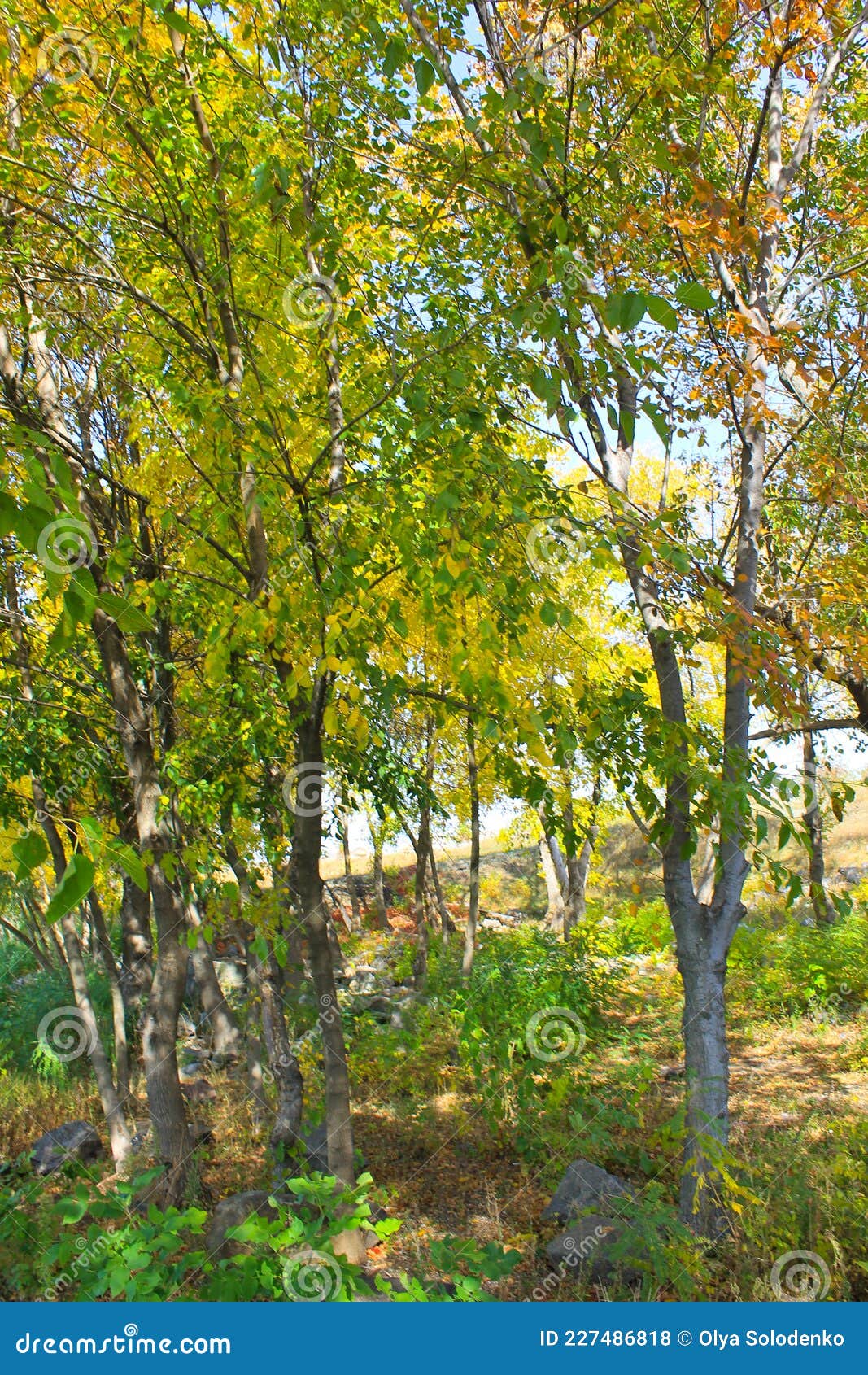 Autumn bright forest stock photo. Image of foliage, forest - 227486818