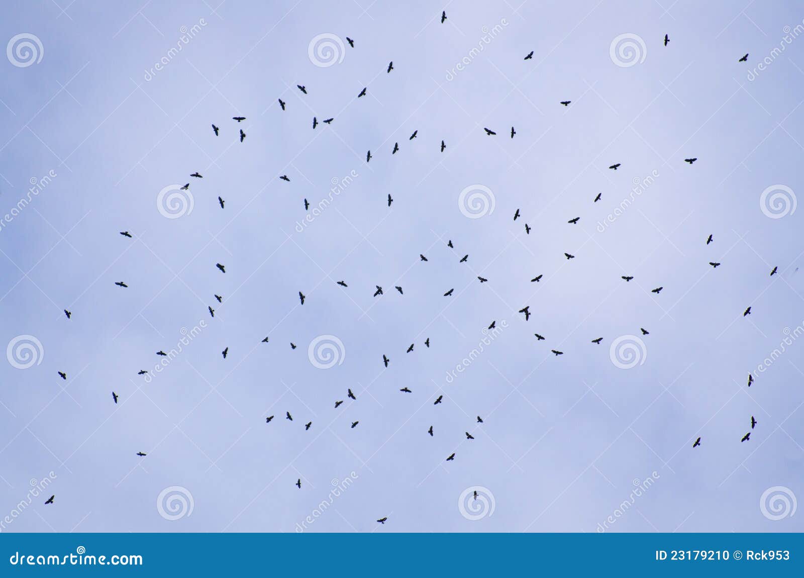 Autumn Broad-Wing Hawk Migration Stock Photo - Image of migration, fall ...