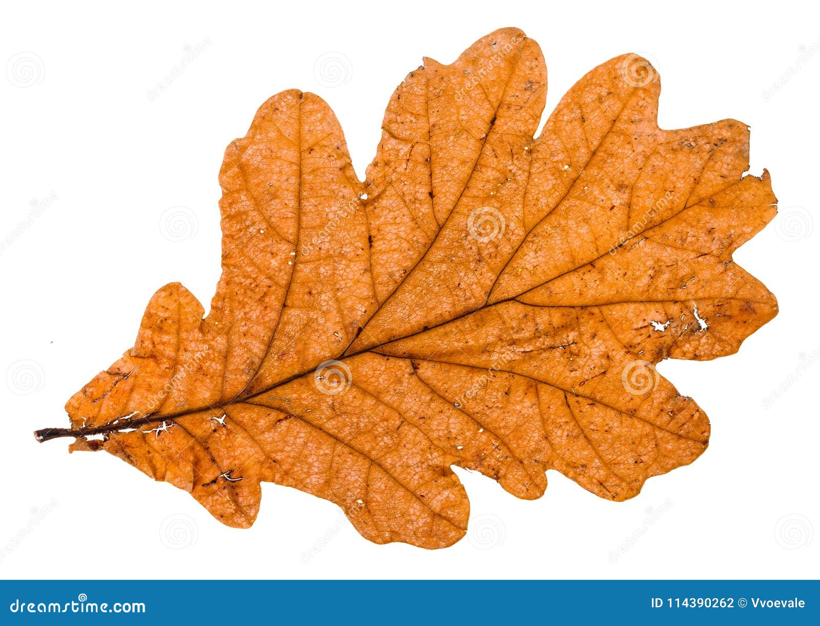 Autumn Broken Leaf of Oak Tree Isolated Stock Photo - Image of tree ...