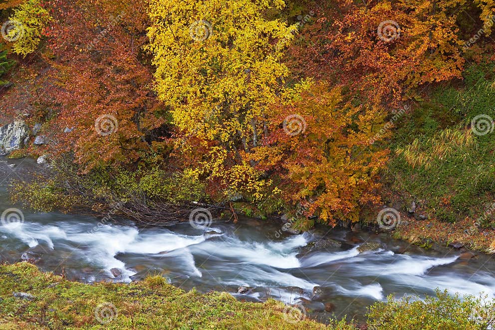 Autumn brook stock image. Image of fall, beautiful, forest - 11696441