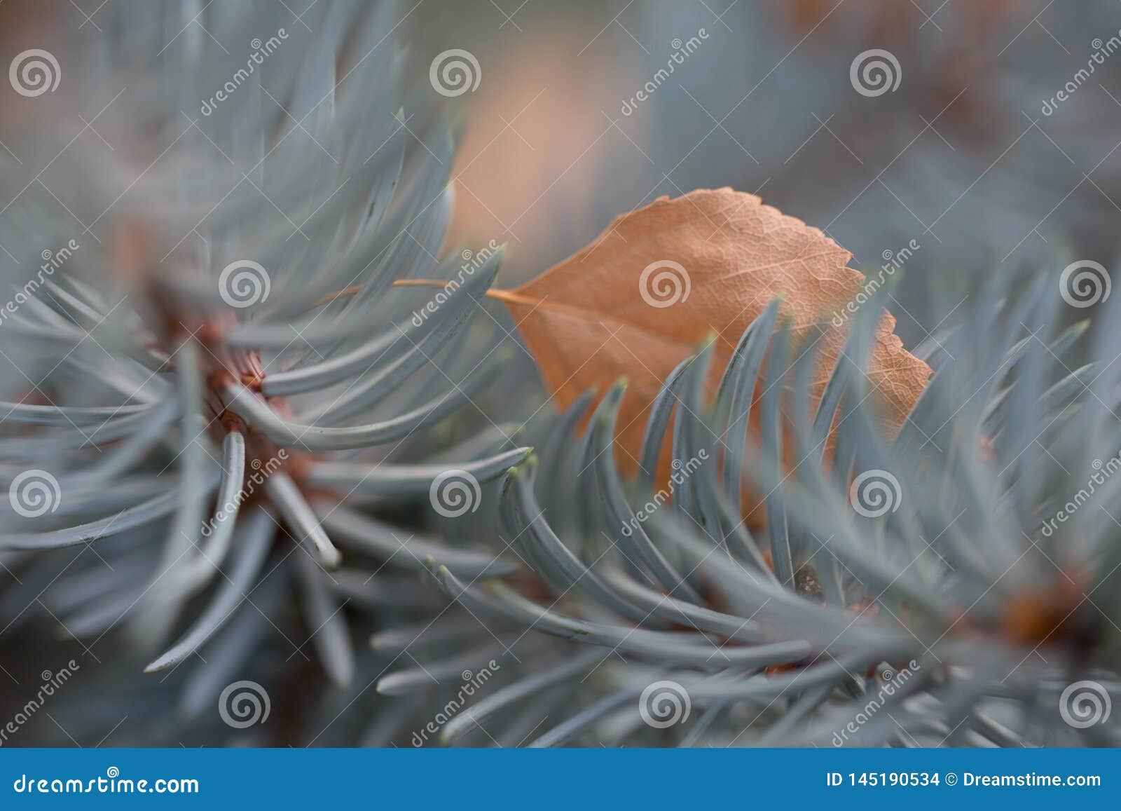 Autumn Brown Leaf on a Pine Tree Branch Stock Photo - Image of tree ...