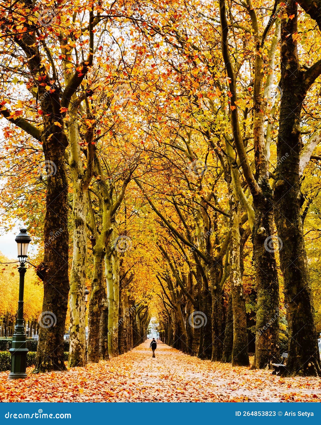 Autumn in Brussels stock image. Image of leaf, branch - 264853823