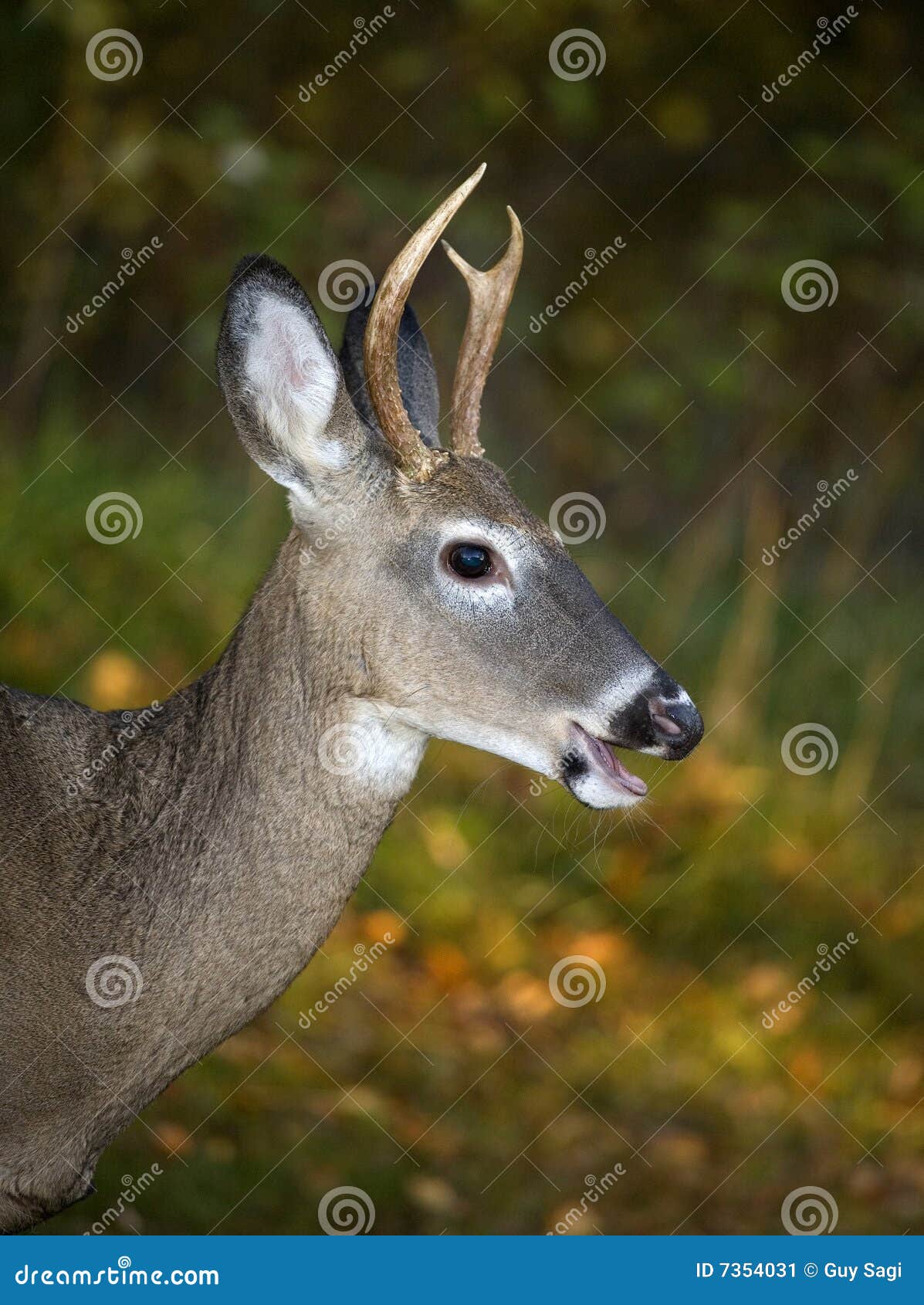 Autumn buck stock image. Image of yellow, male, green - 7354031