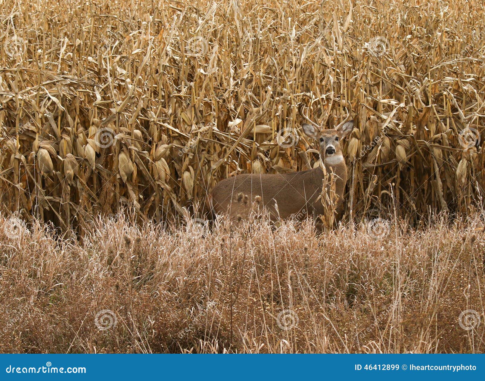 Autumn Buck stock image. Image of animal, odocoileus - 46412899