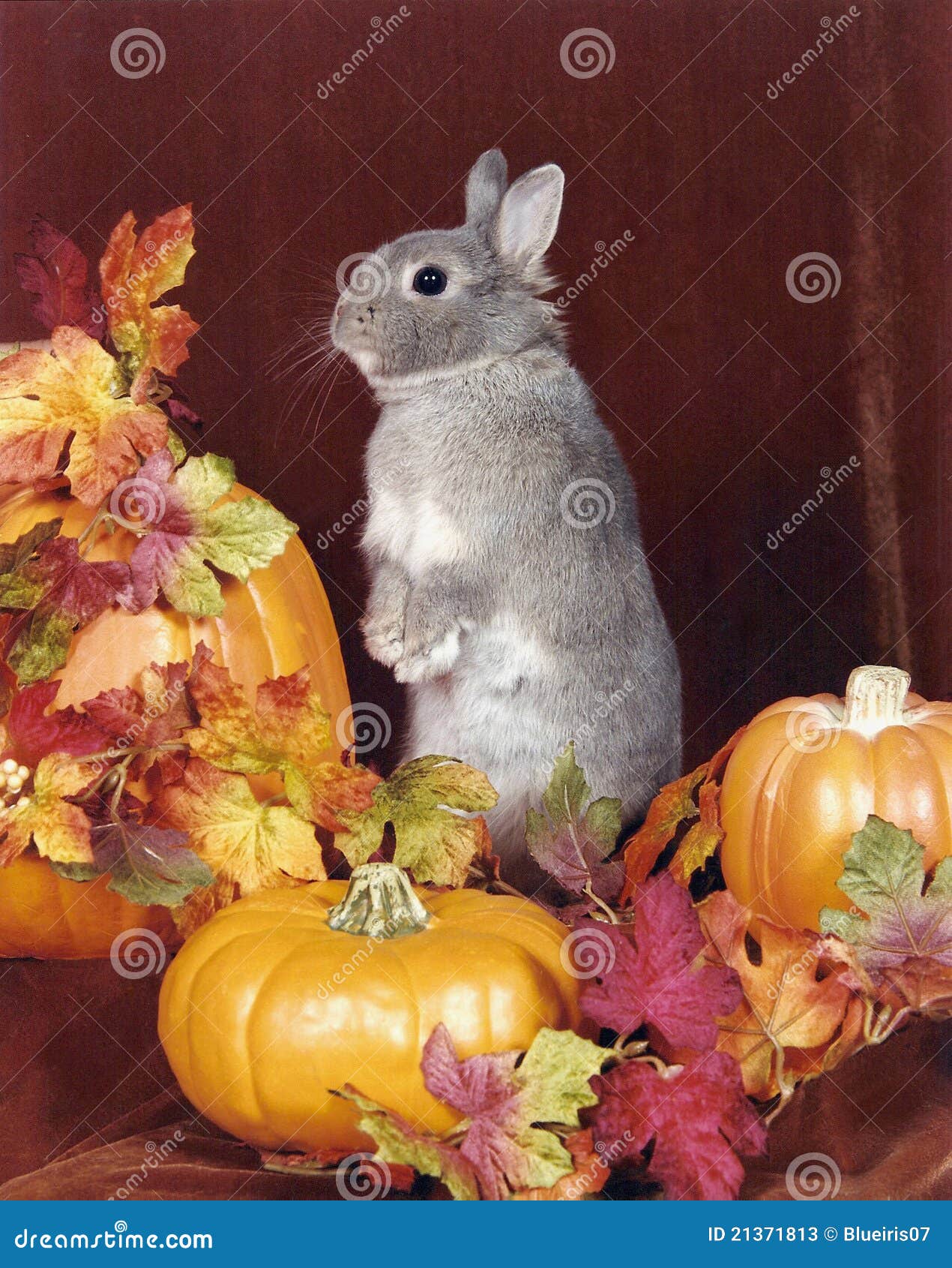 Autumn Bunny Sitting in the Leaves and Pumpkins Stock Image - Image of ...