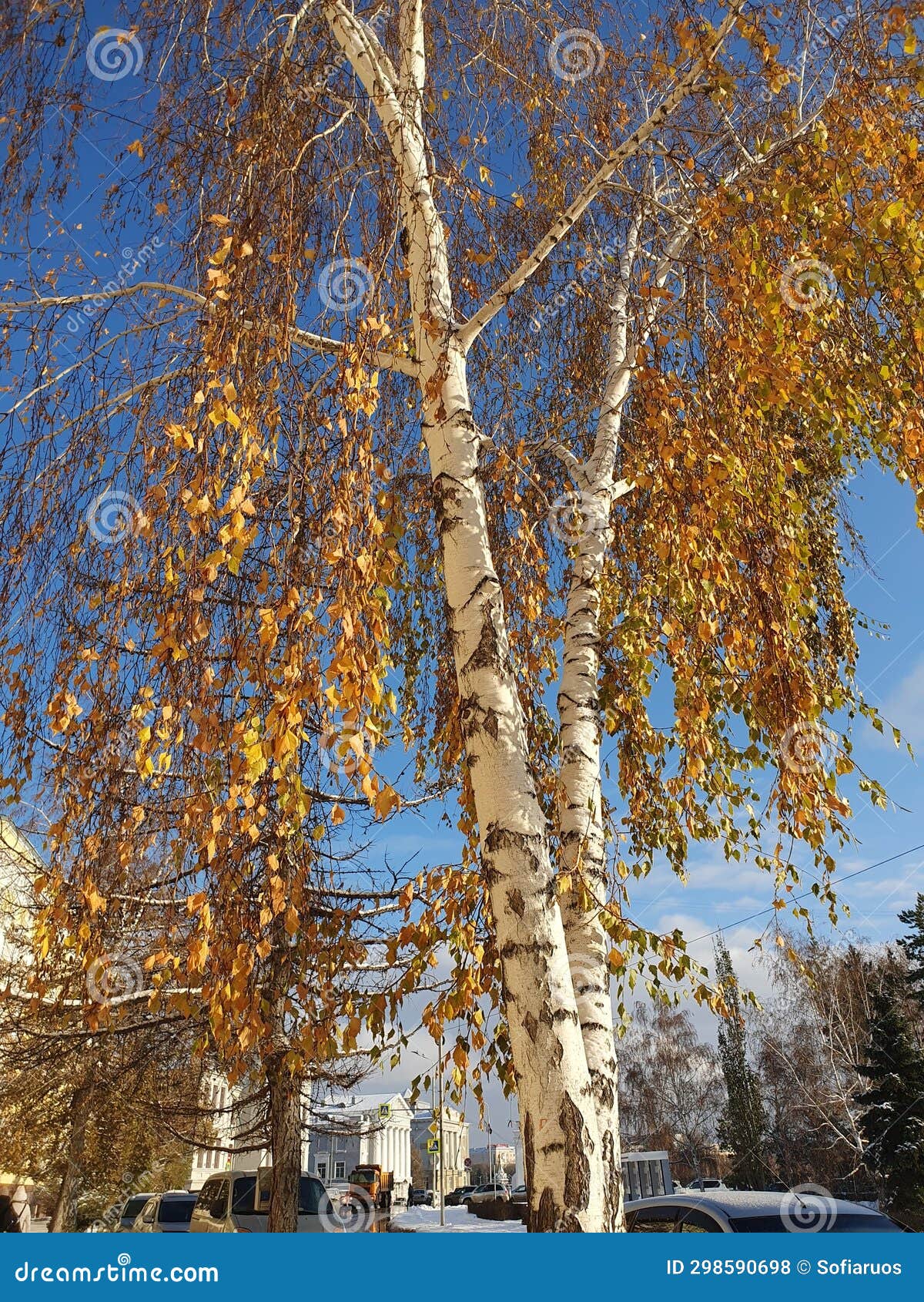 An autumn Burch tree stock photo. Image of tree, russian - 298590698