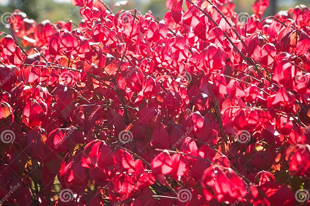 Autumn bush stock photo. Image of leaves, turning, bright - 27756