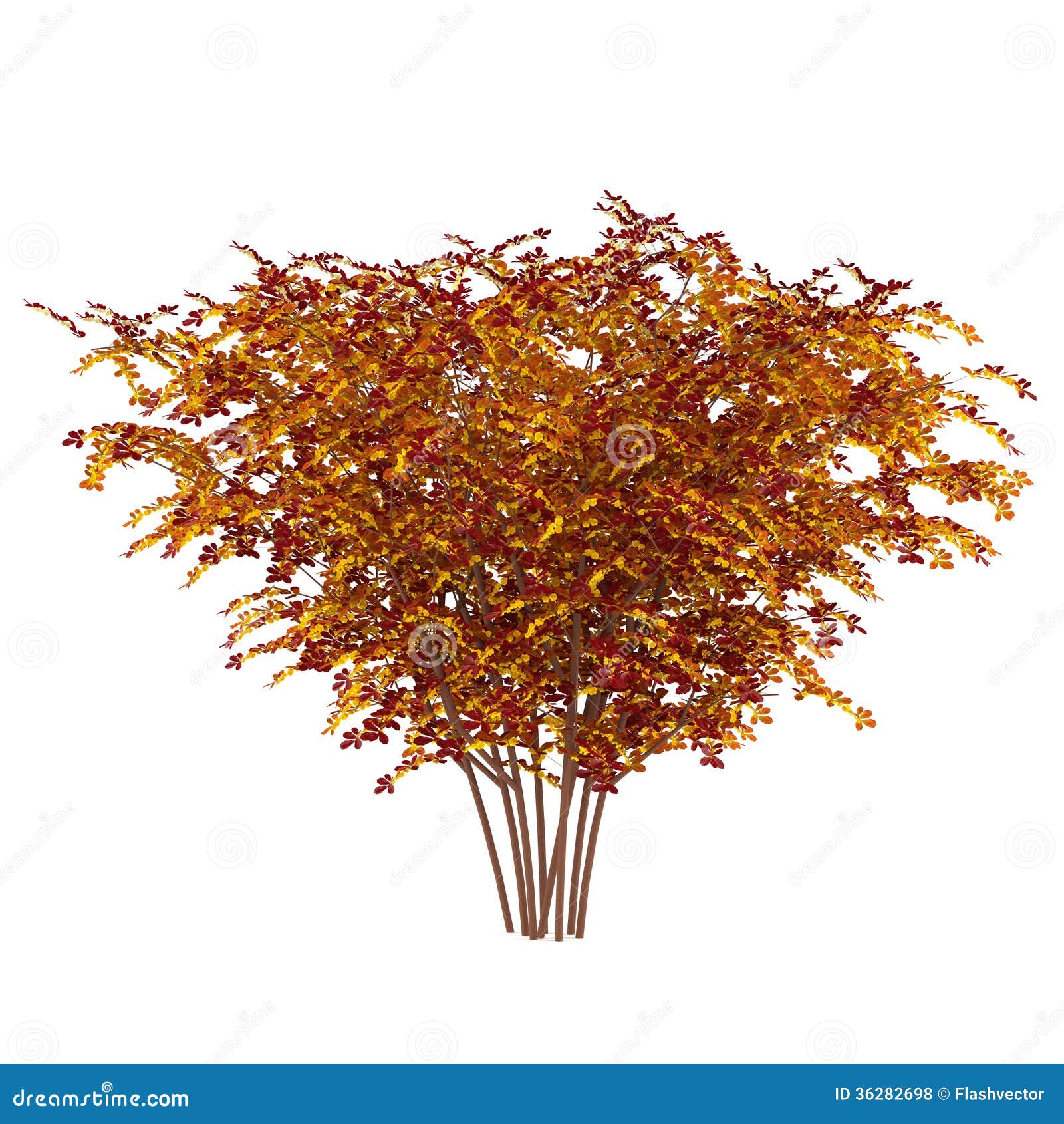 Autumn bush isolated stock illustration. Illustration of botanic - 36282698