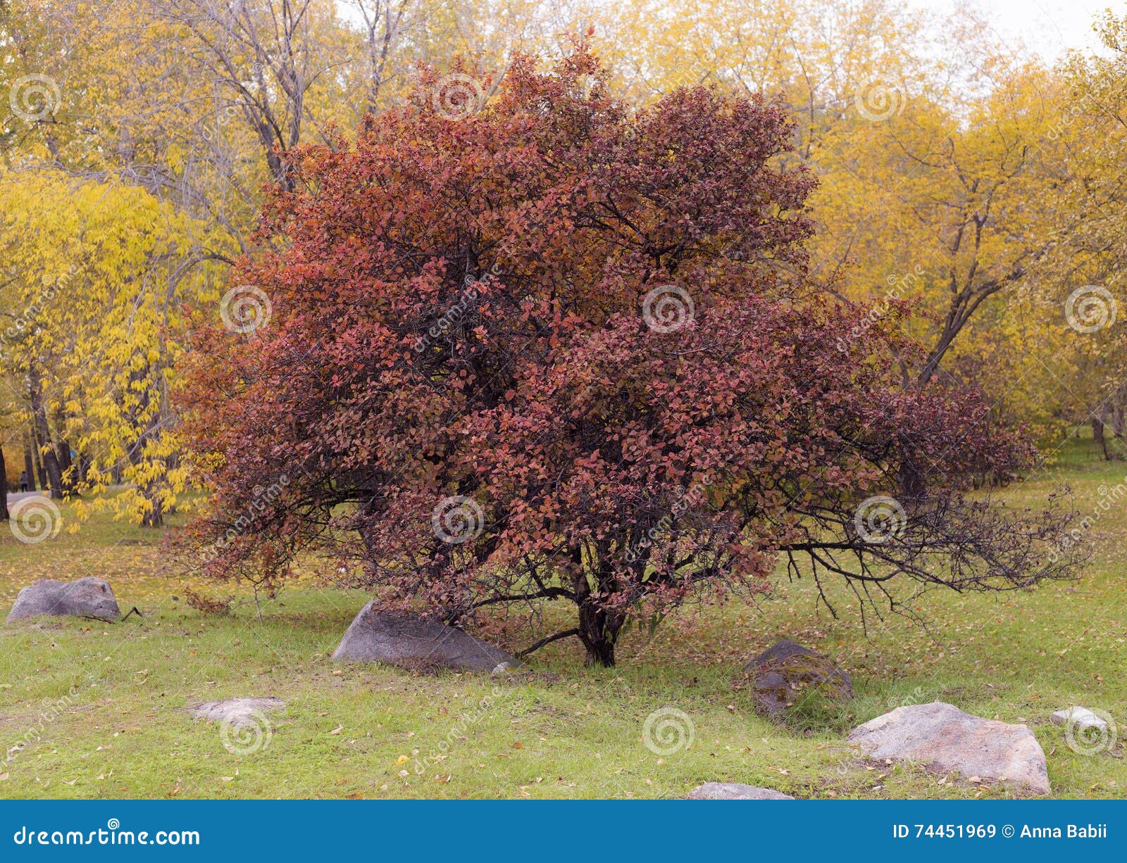 Autumn Bush with Red Leaves Stock Image - Image of outdoor, travel ...