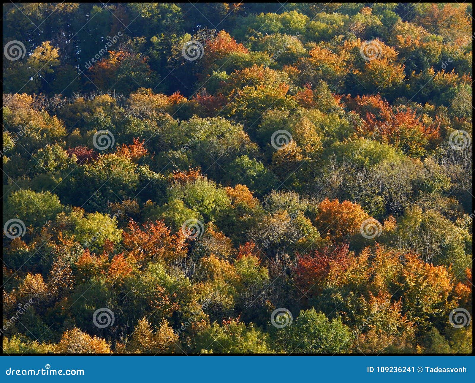 Autumn camo II stock image. Image of wild, hills, travel - 109236241