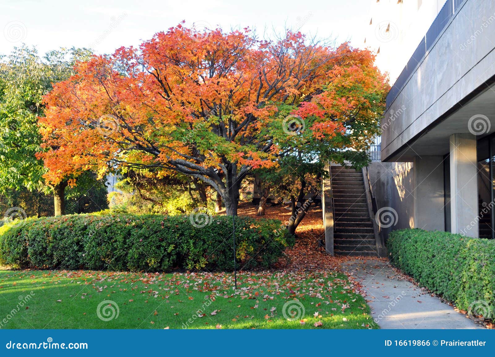 Autumn Campus Scene stock photo. Image of autumn, orange - 16619866