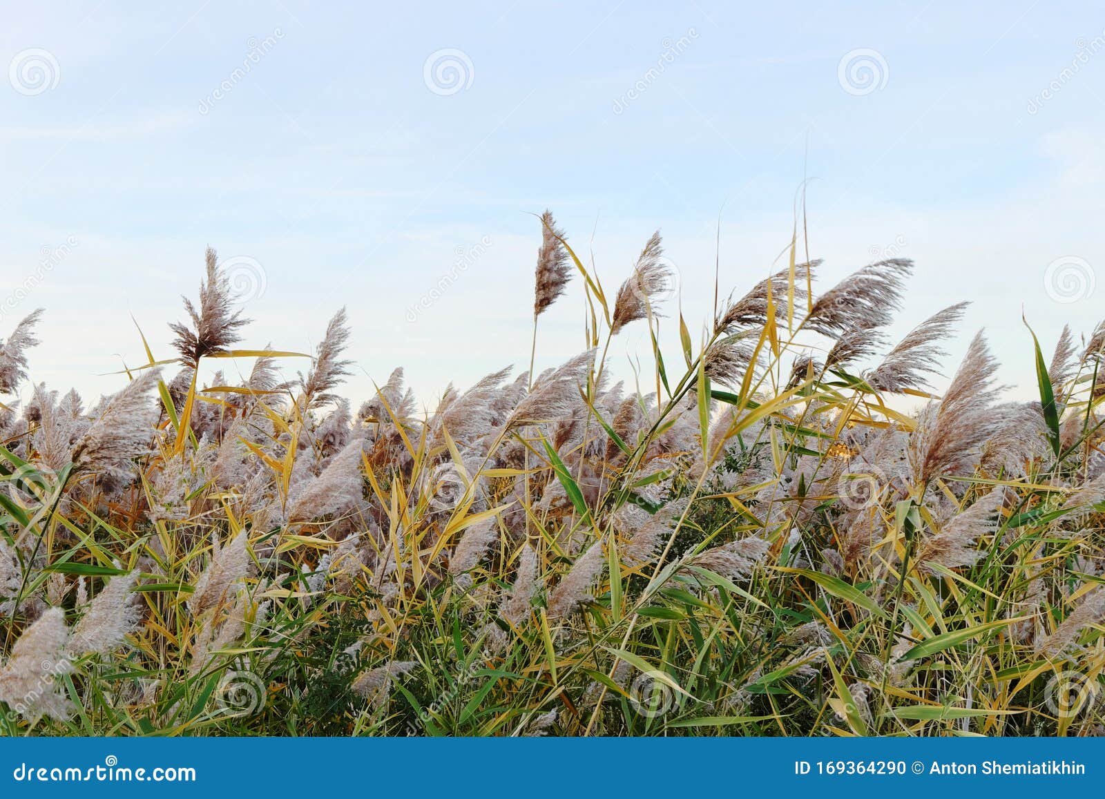 Autumn cane stock photo. Image of colorful, agriculture - 169364290