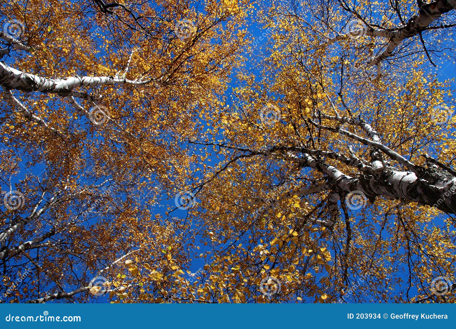Autumn Canopy stock photo. Image of birch, autumn, background - 203934