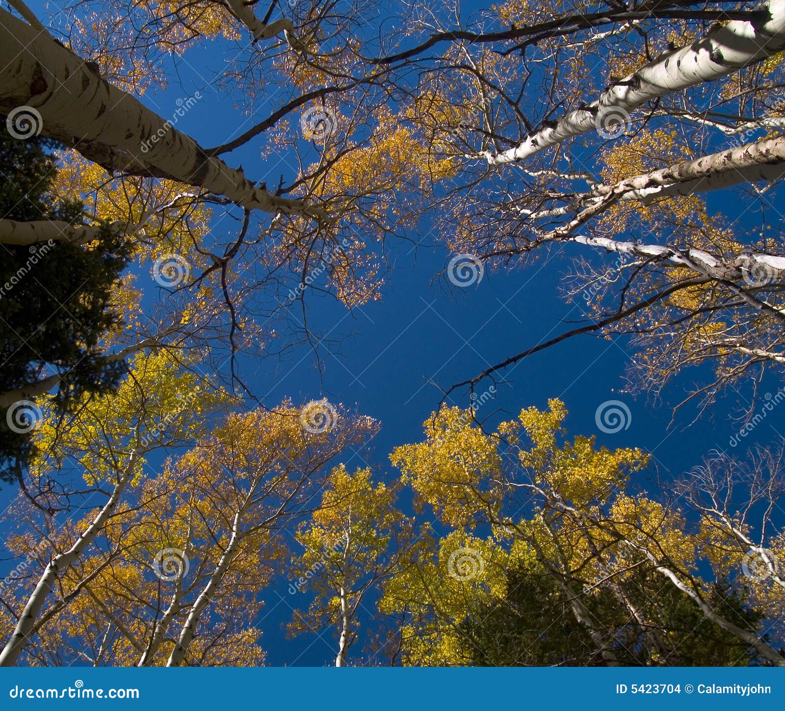 Autumn Canopy stock photo. Image of trees, forest, tree - 5423704