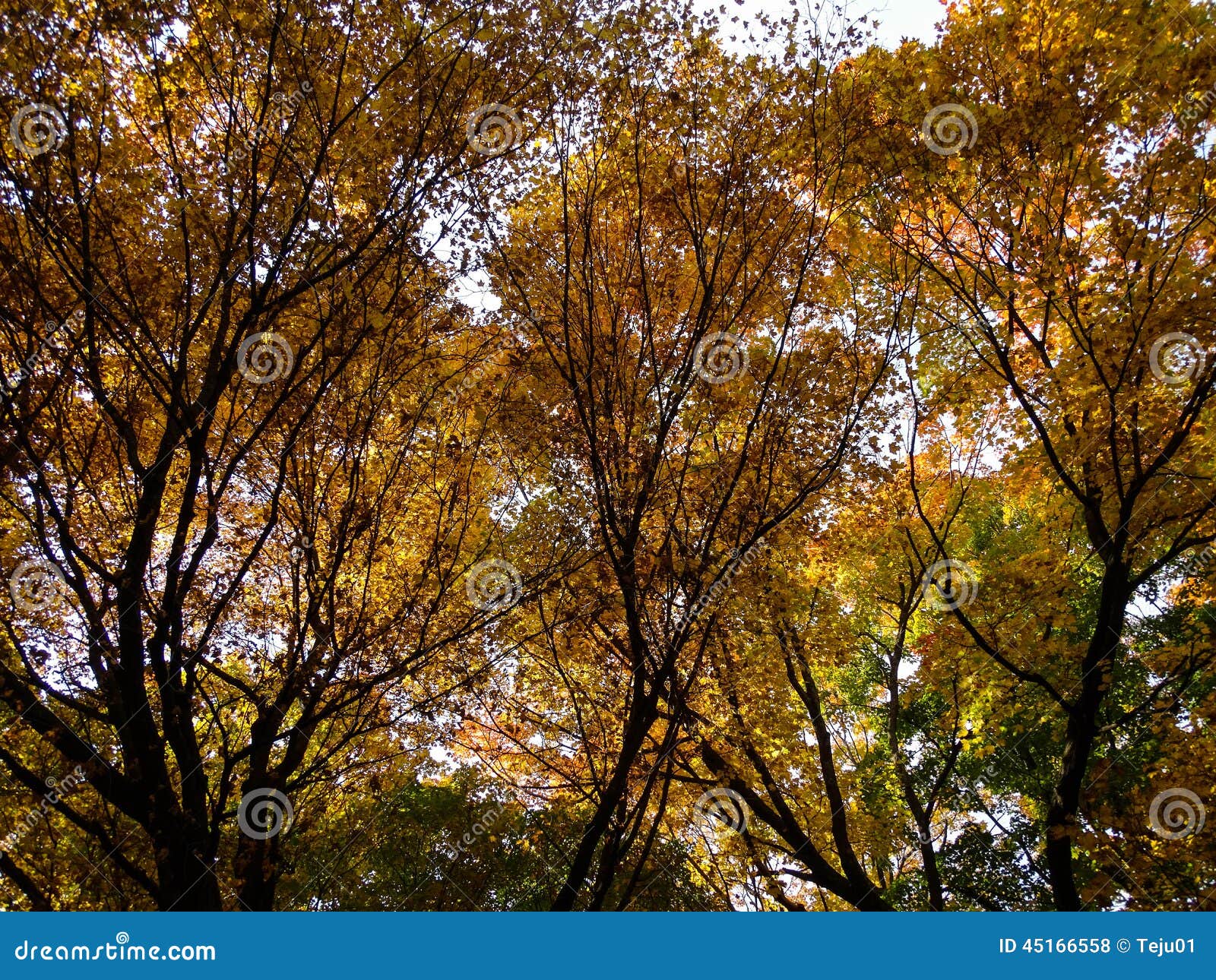 Autumn Canopy stock photo. Image of fall, colours, beautiful - 45166558