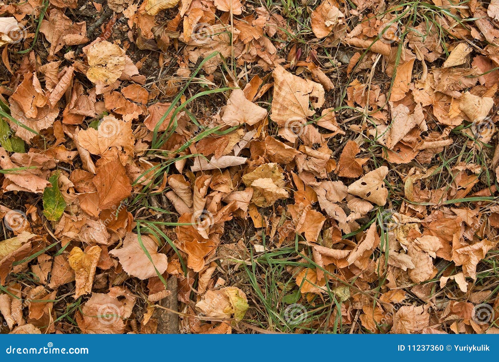 Autumn carpet stock photo. Image of tranquil, texture - 11237360
