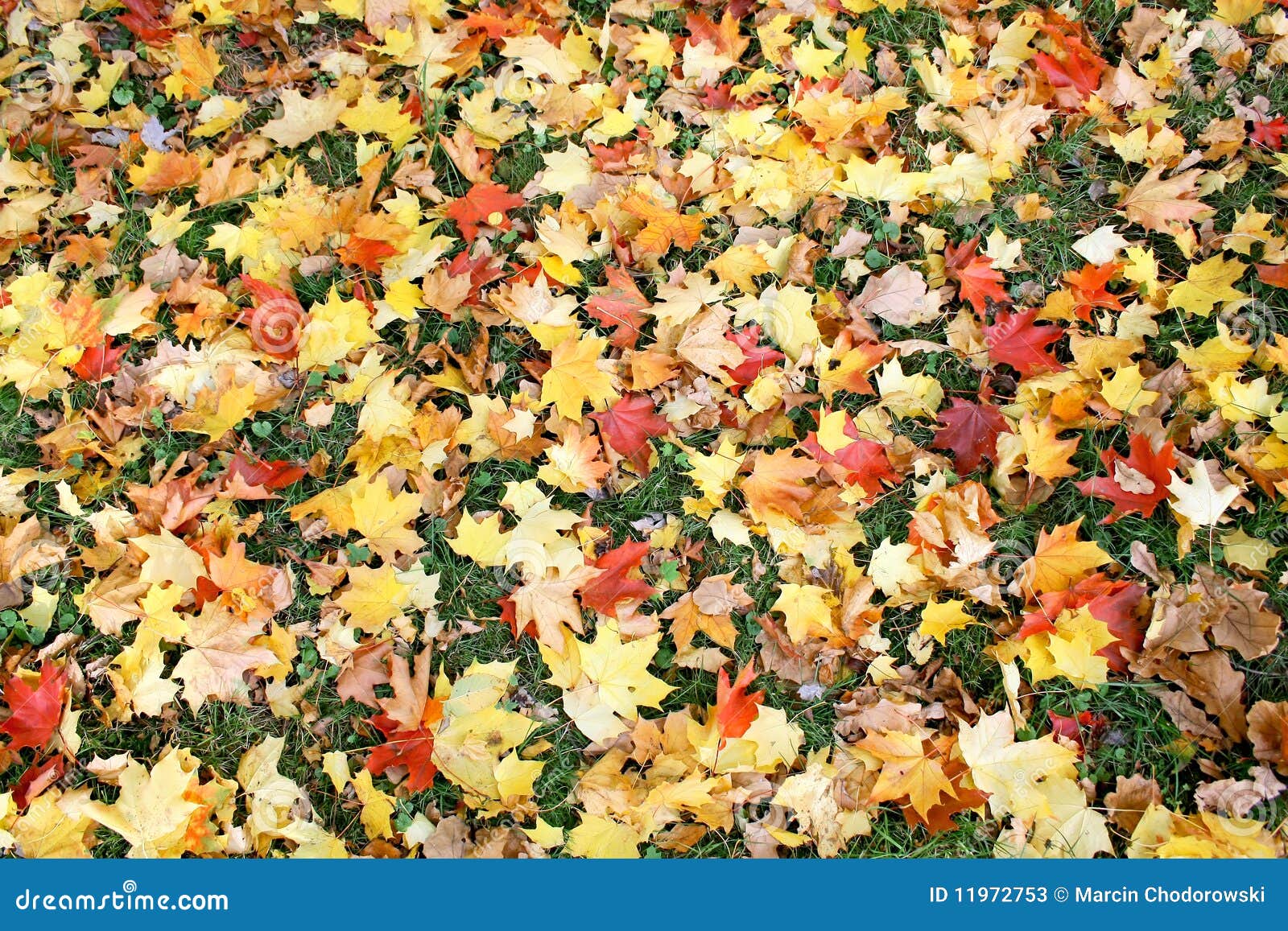 Autumn carpet. stock image. Image of soil, autumn, surface - 11972753