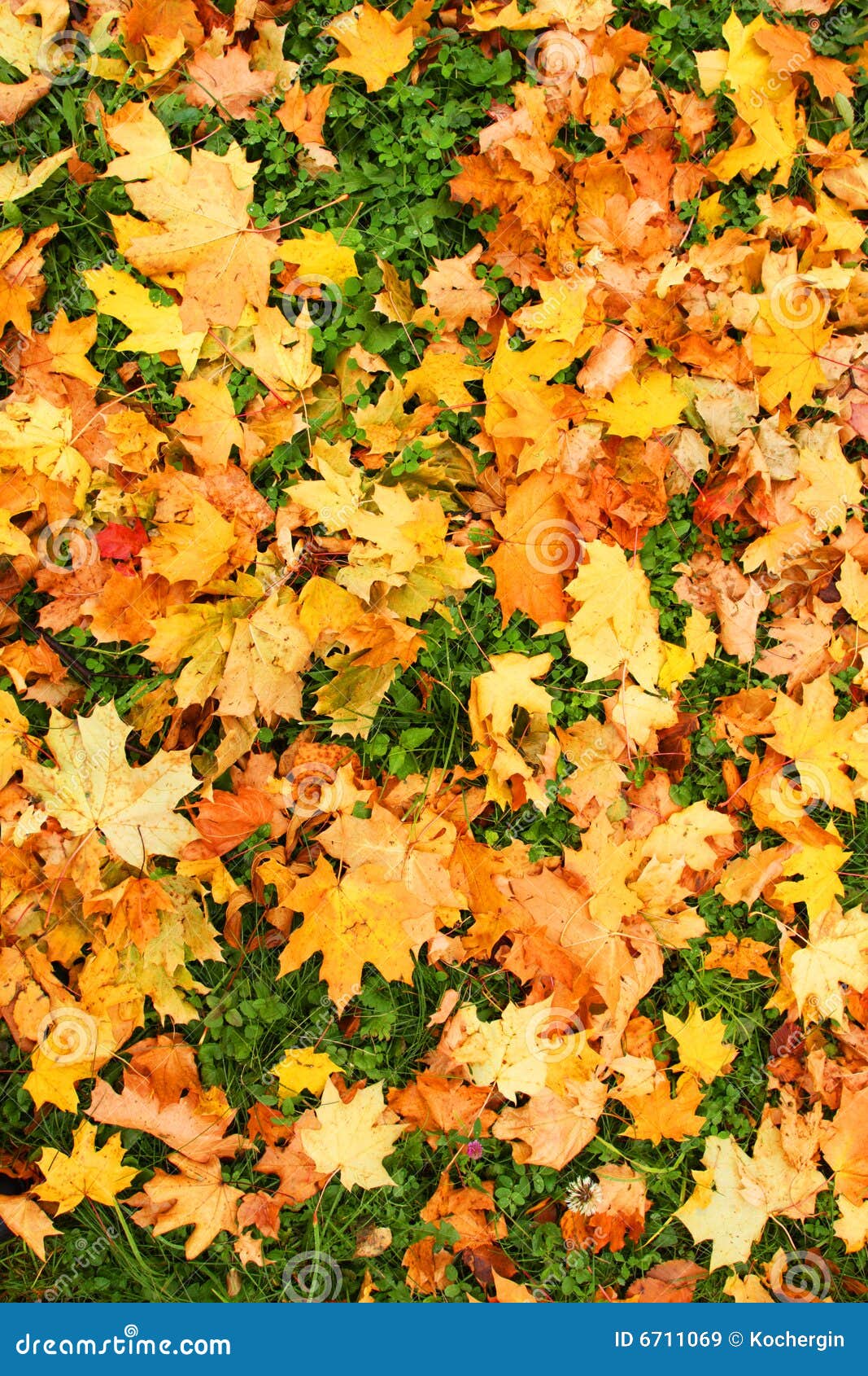 Autumn carpet. stock image. Image of colors, fall, cover - 6711069
