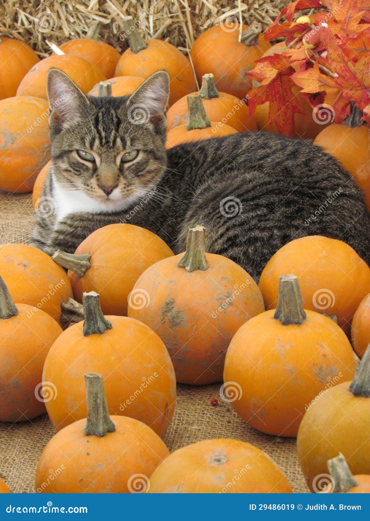 Autumn cat stock image. Image of foliage, whiskers, orange - 29486019