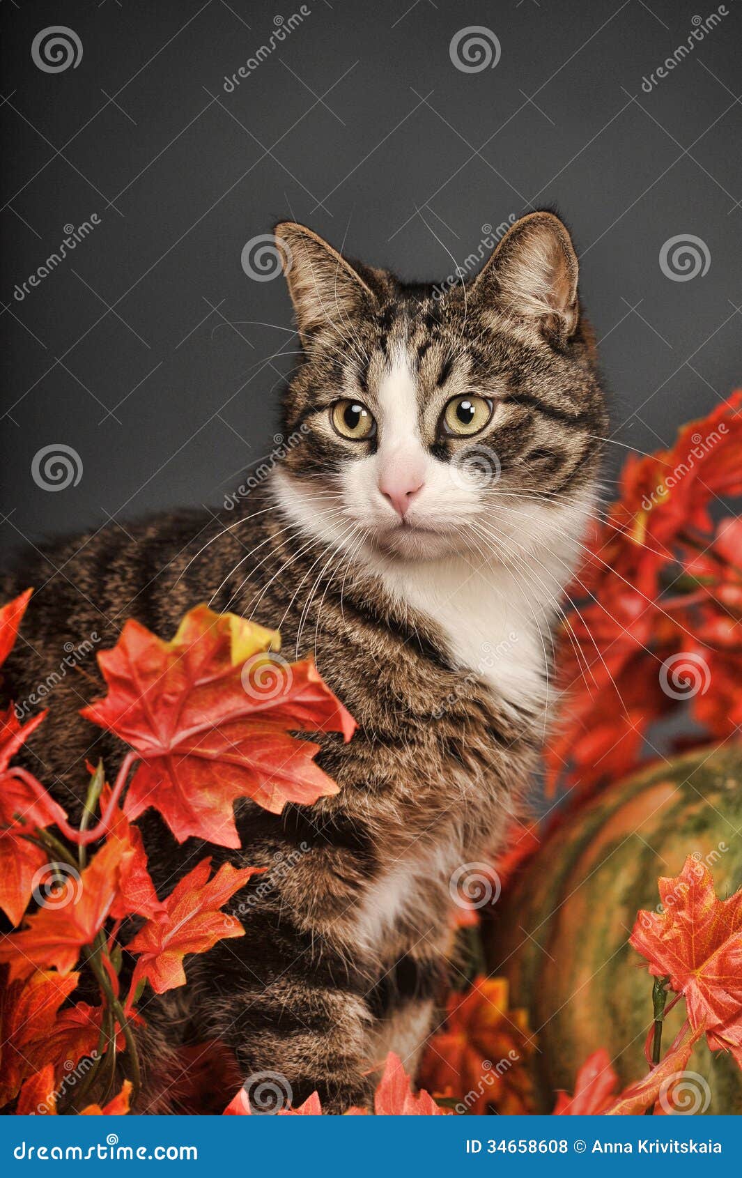 Autumn cat stock photo. Image of botany, cute, closeups - 34658608