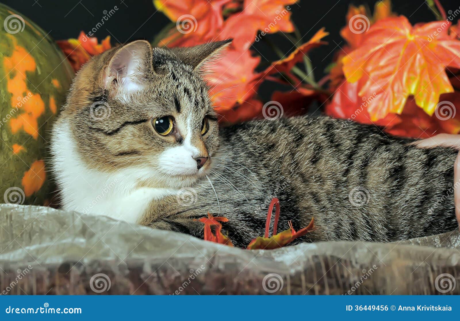 Autumn cat with pumpkin stock photo. Image of decoration - 36449456
