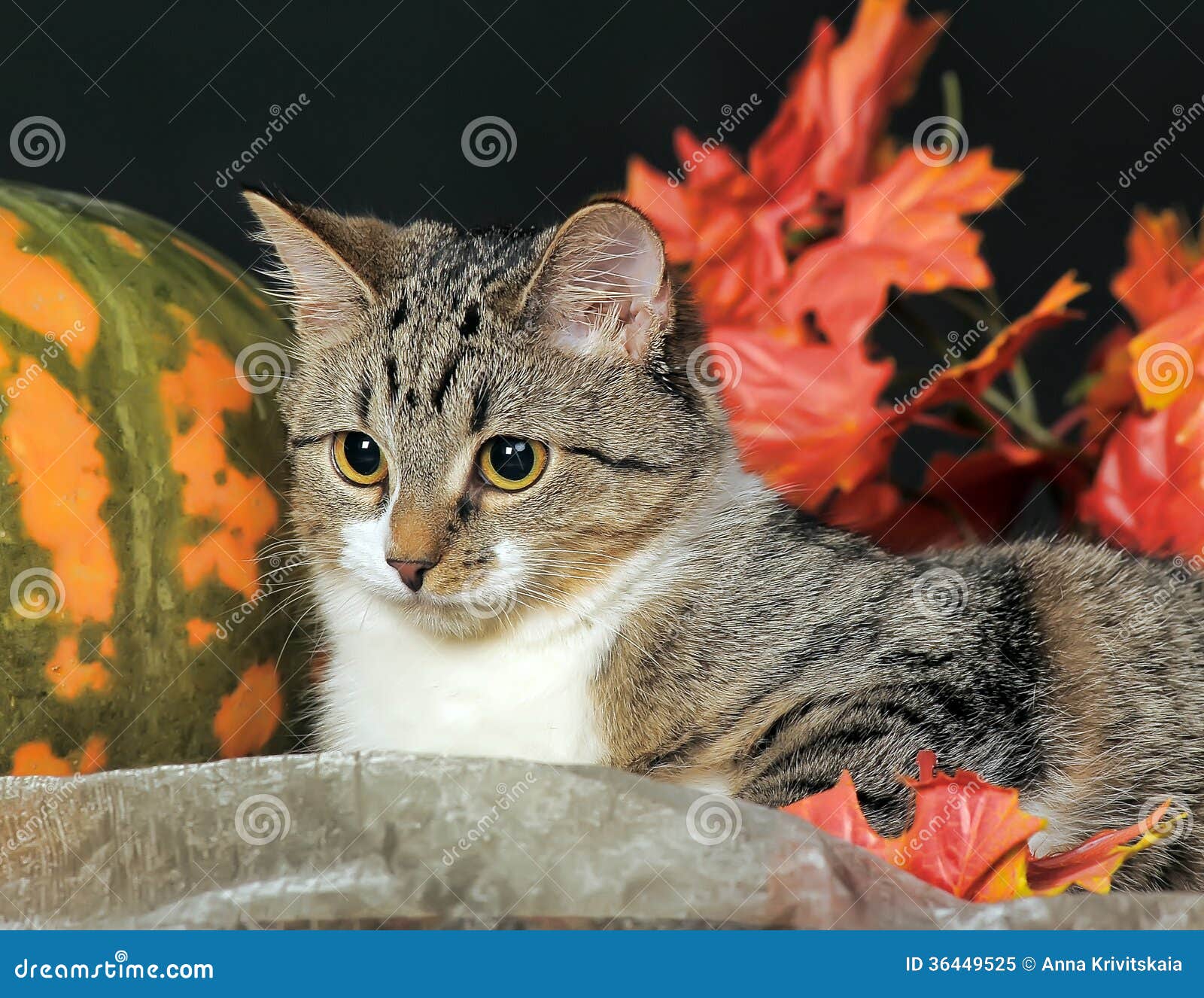 Autumn cat with pumpkin stock image. Image of cute, curious - 36449525