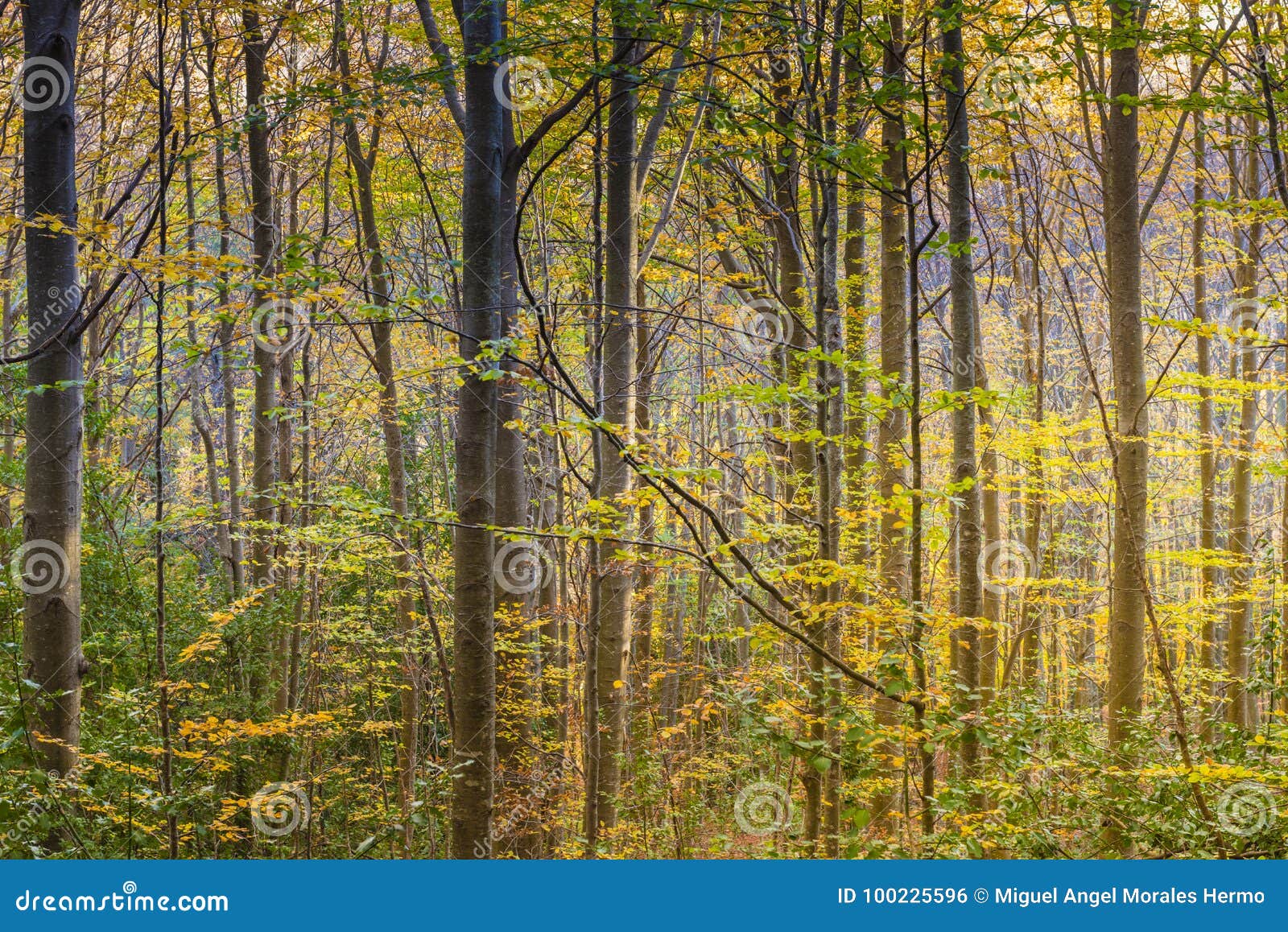 Autumn in Catalonia Spain, in Montseny Stock Photo - Image of catalonia ...