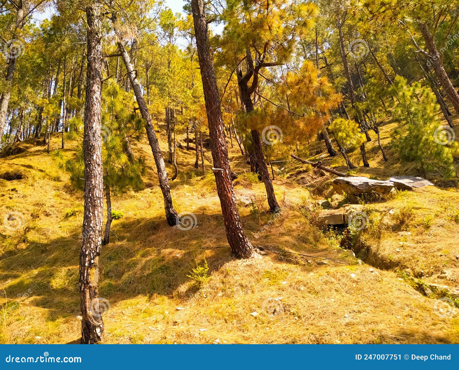 Autumn in the Cedar forest stock image. Image of beech - 247007751