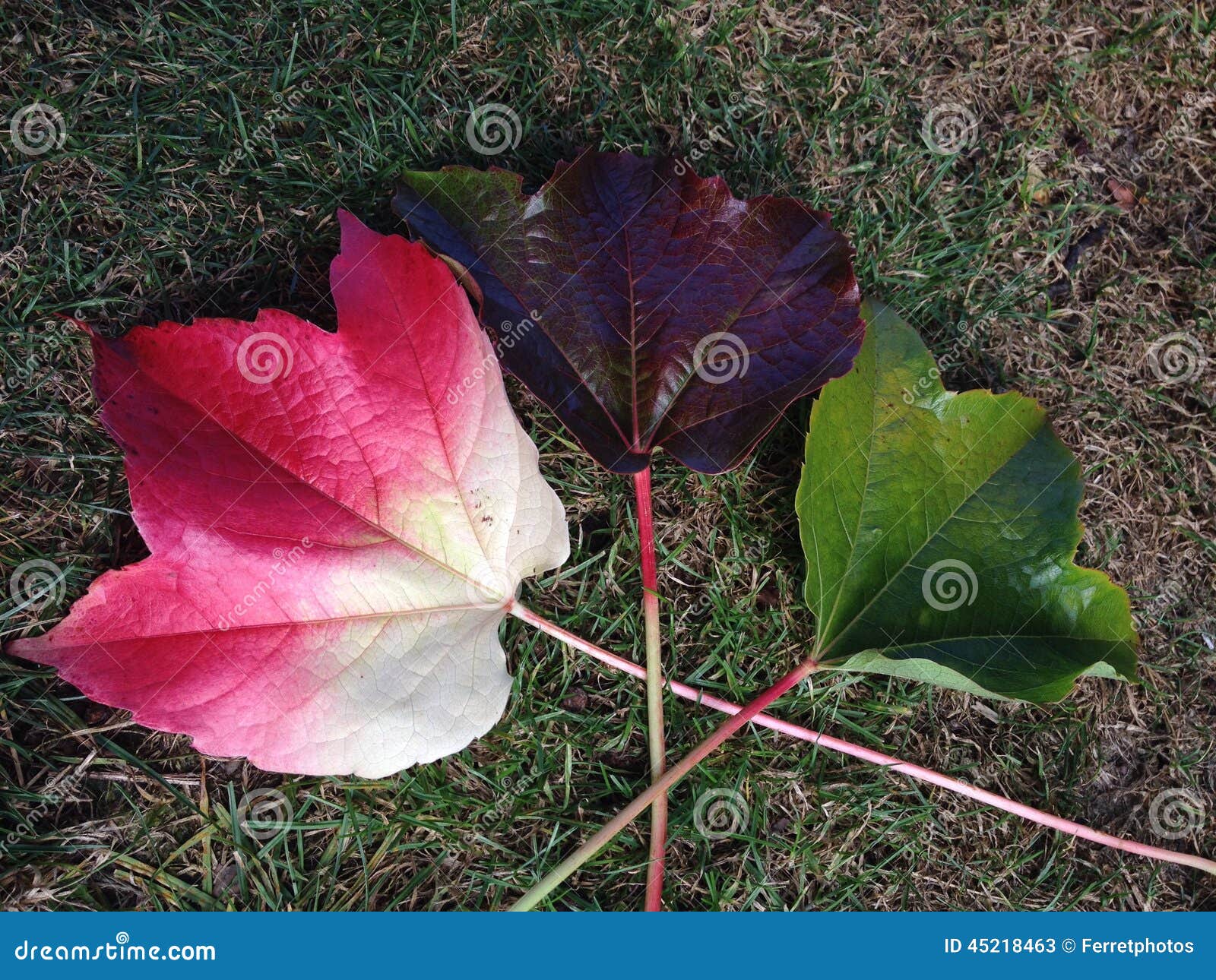 Autumn leaf stock image. Image of autumn, plant, three - 45218463