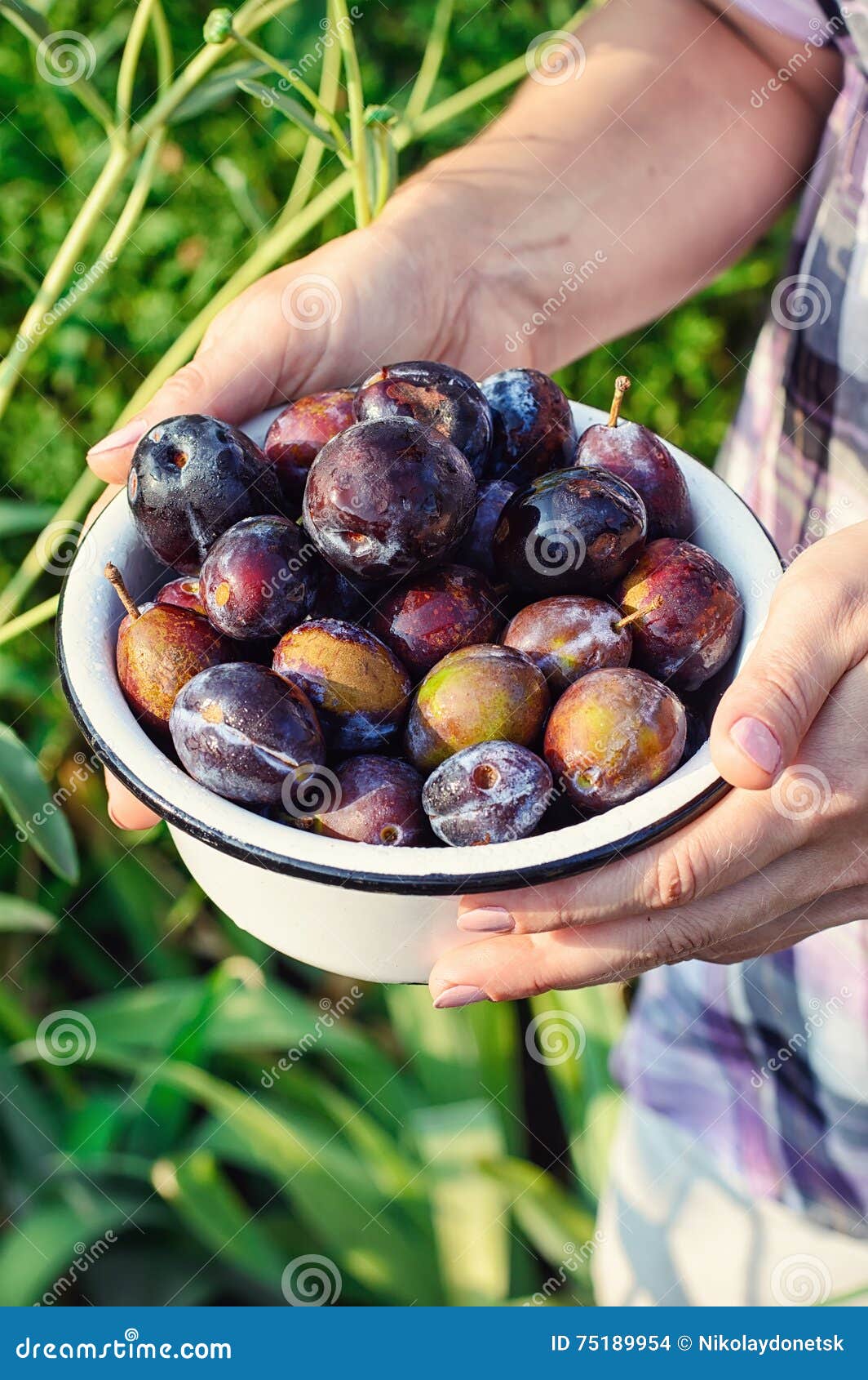 Autumn cherry plum stock photo. Image of appetizing, plum - 75189954