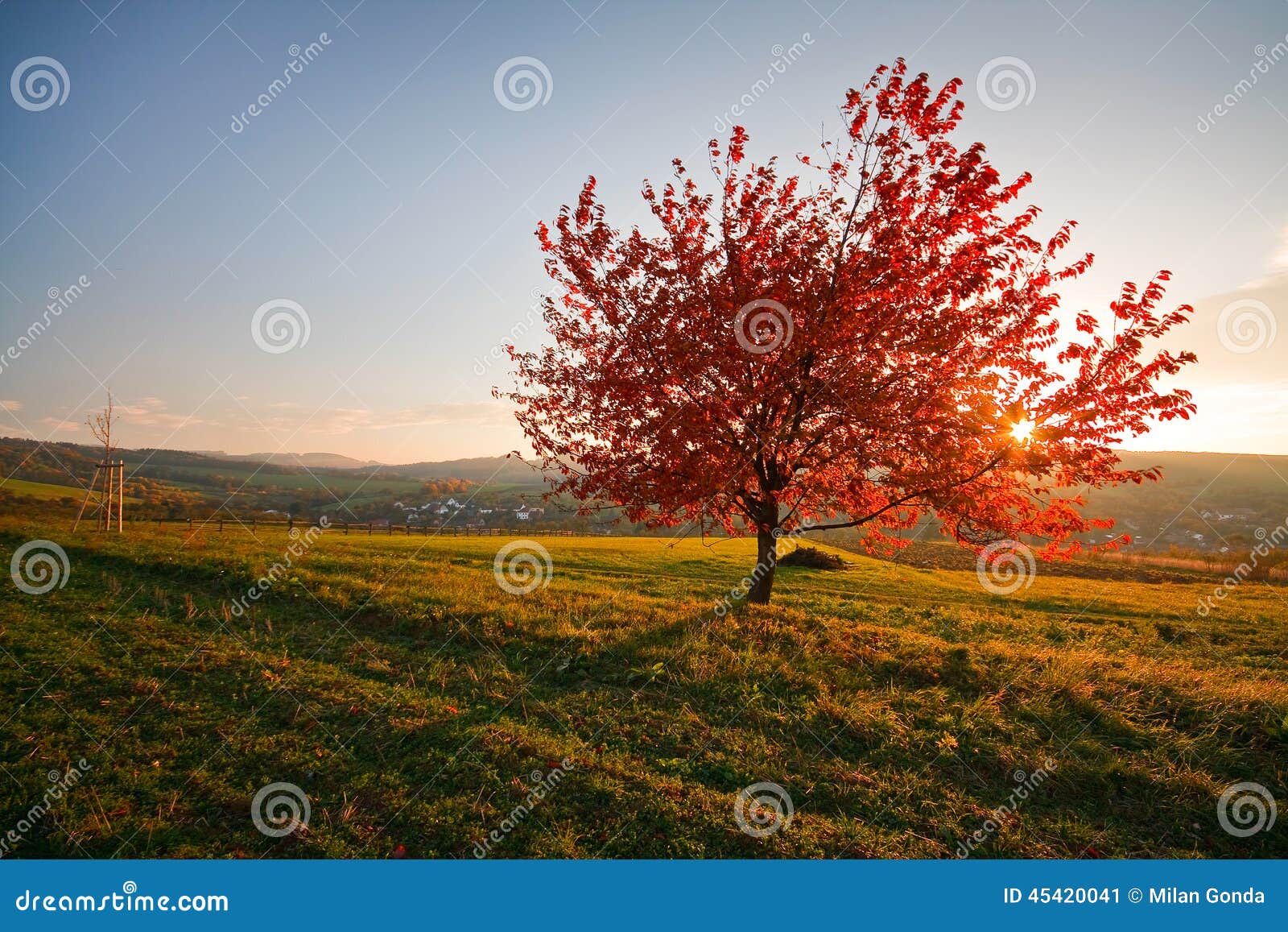 Autumn Cherry Tree, Czech Republic. Stock Image - Image of cherry ...