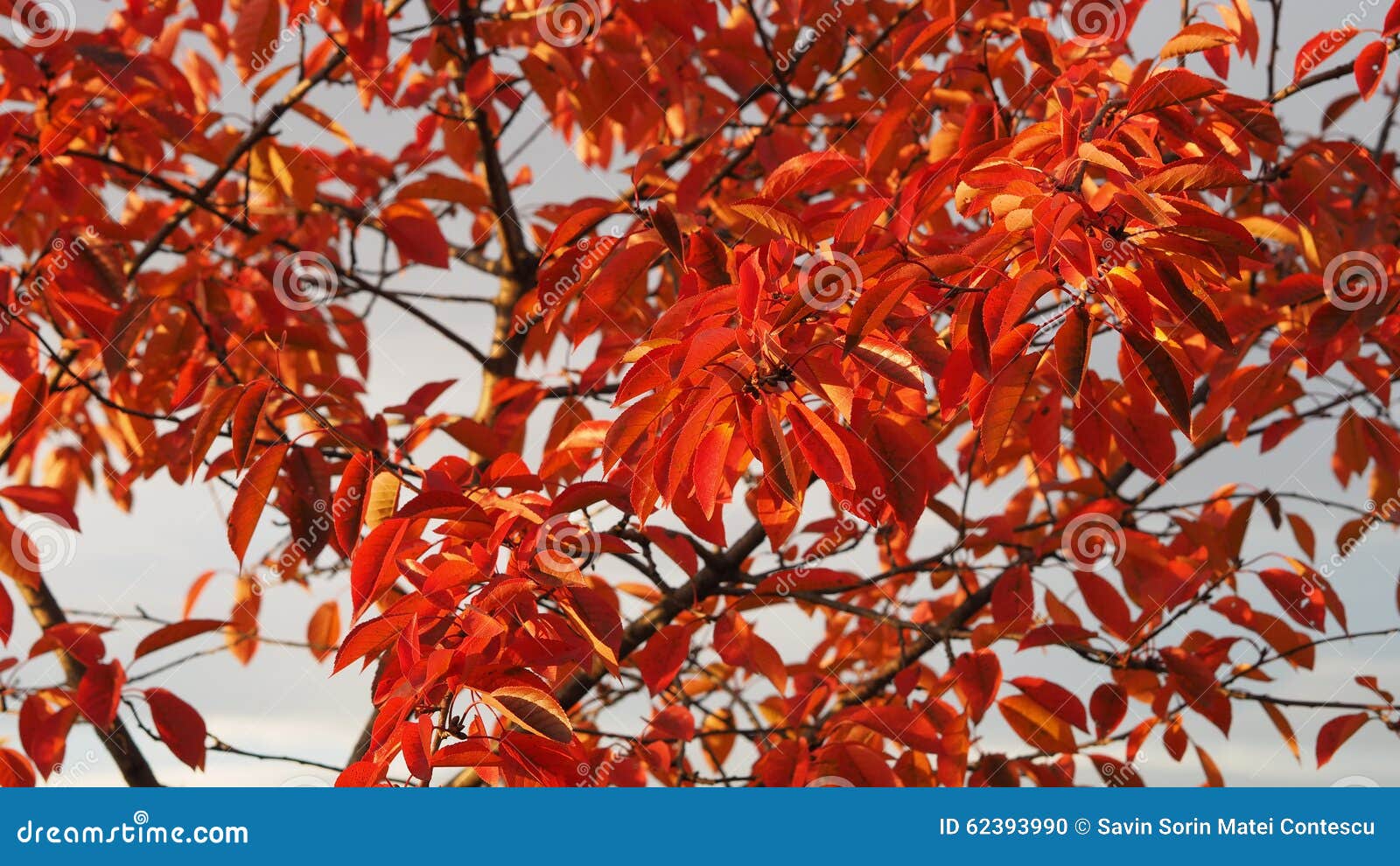 Autumn cherry tree leaves stock photo. Image of lines - 62393990