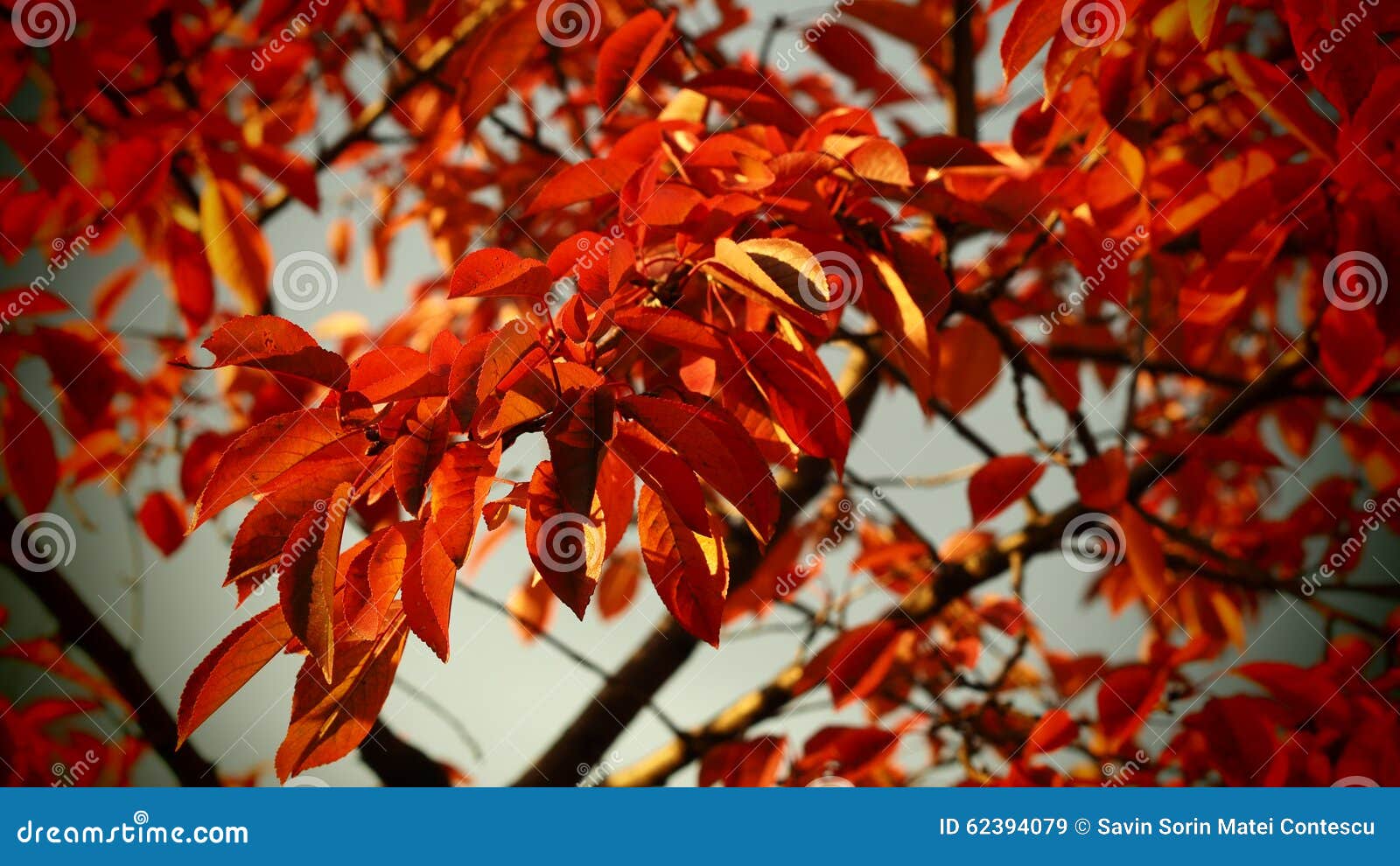 Autumn cherry tree leaves stock image. Image of fall - 62394079
