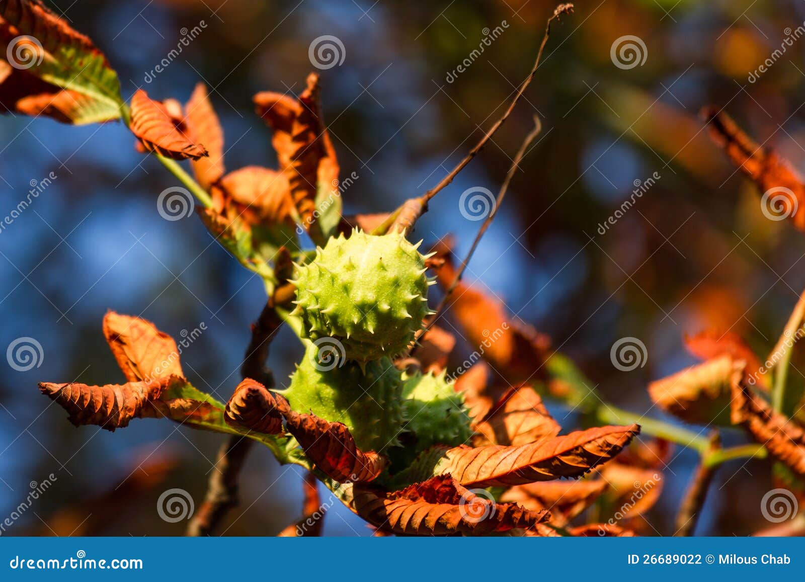 Autumn Chestnut stock photo. Image of fresh, detail, hippocastanum ...