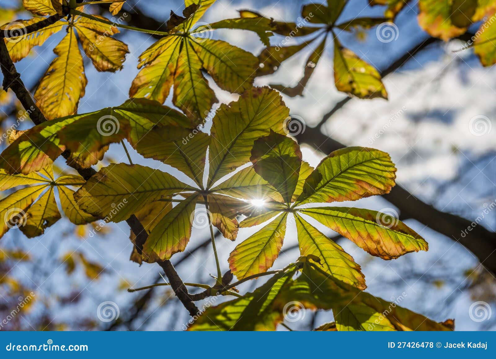 Autumn chestnut leafs stock photo. Image of macro, park - 27426478