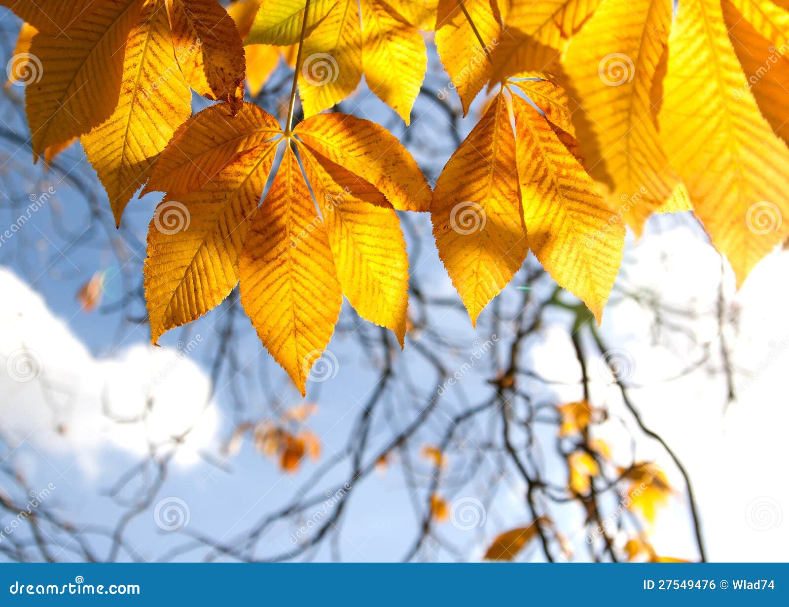 Autumn Chestnut Leaves in Sunshine Stock Photo - Image of blue, pink ...