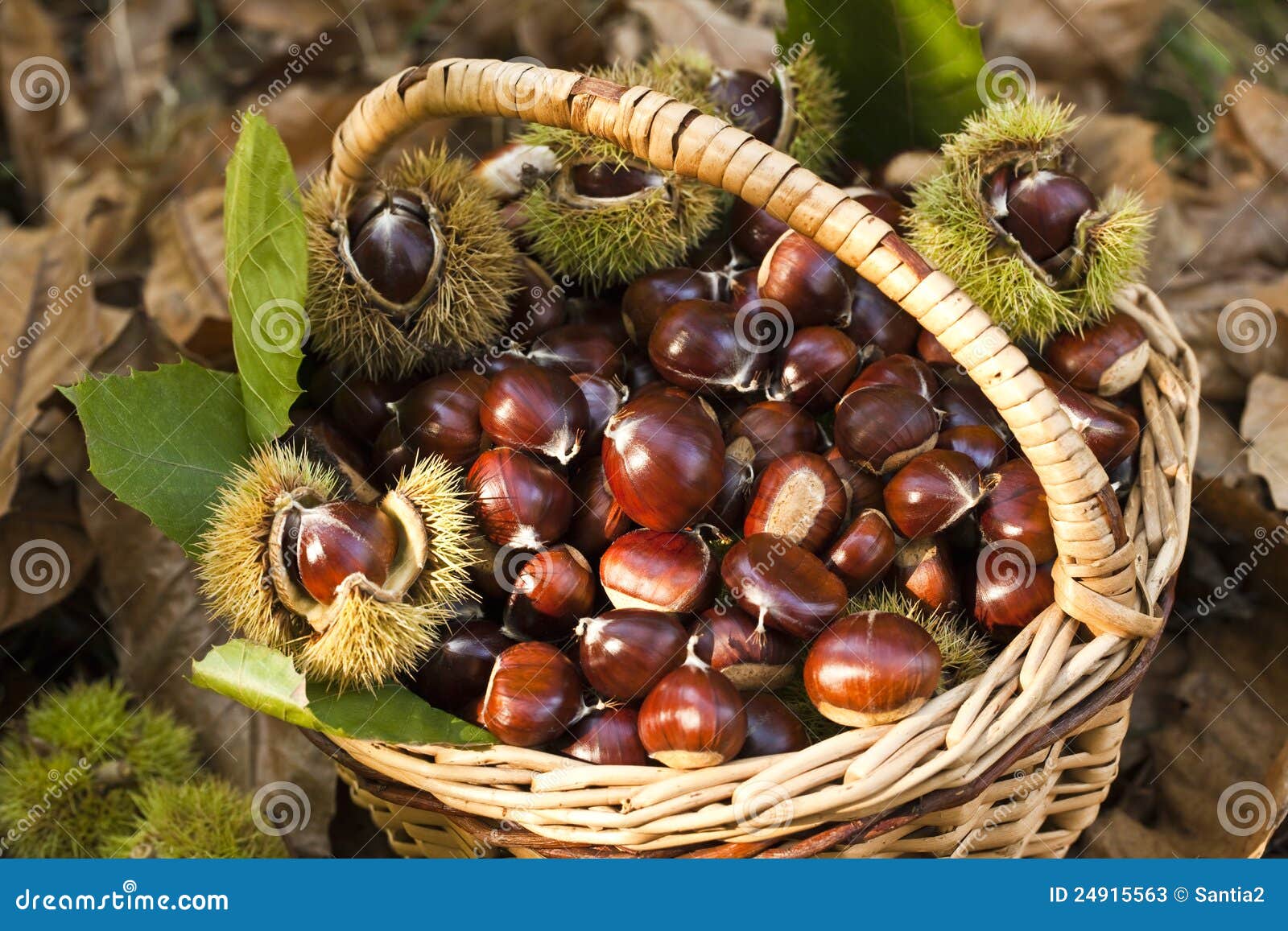 Autumn chestnut mood stock image. Image of closeup, fruit - 24915563