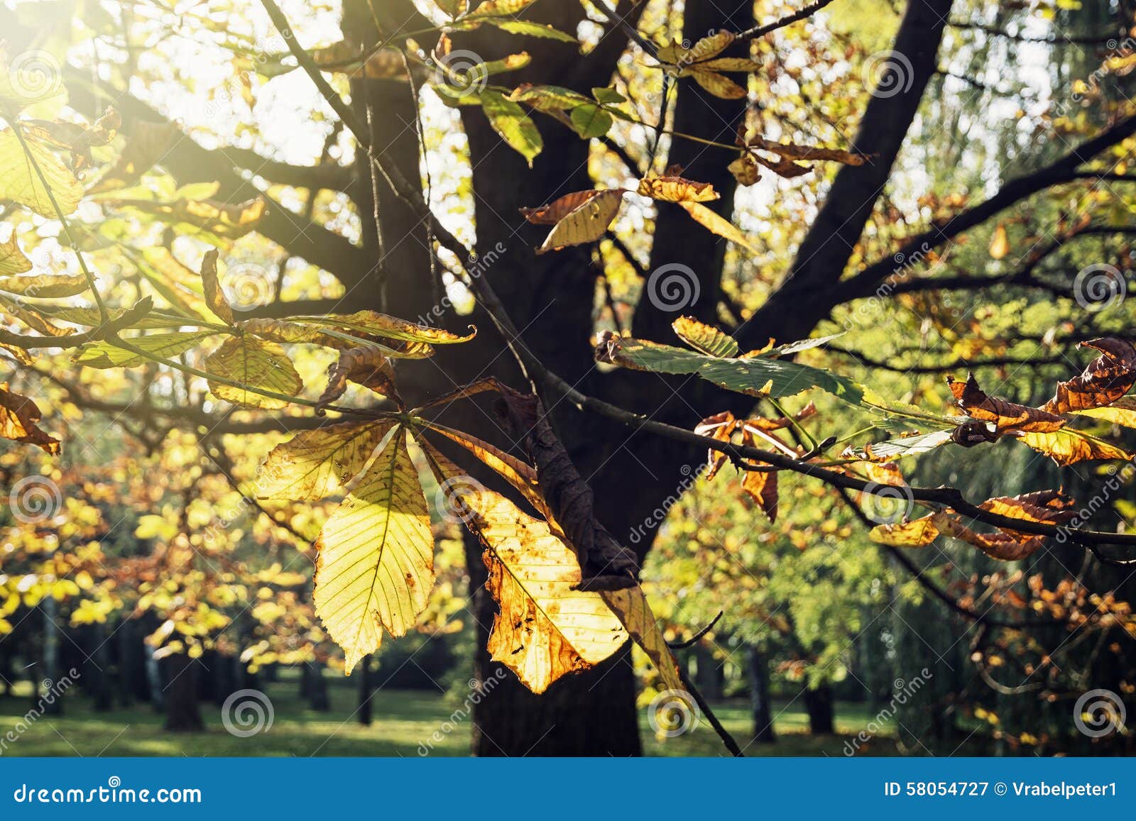 Autumn Chestnut Tree in Sunlight Stock Image - Image of leaf, nature ...