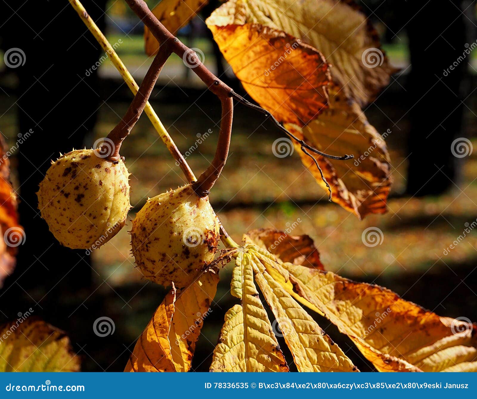 Autumn chestnuts. stock image. Image of yellow, polska - 78336535