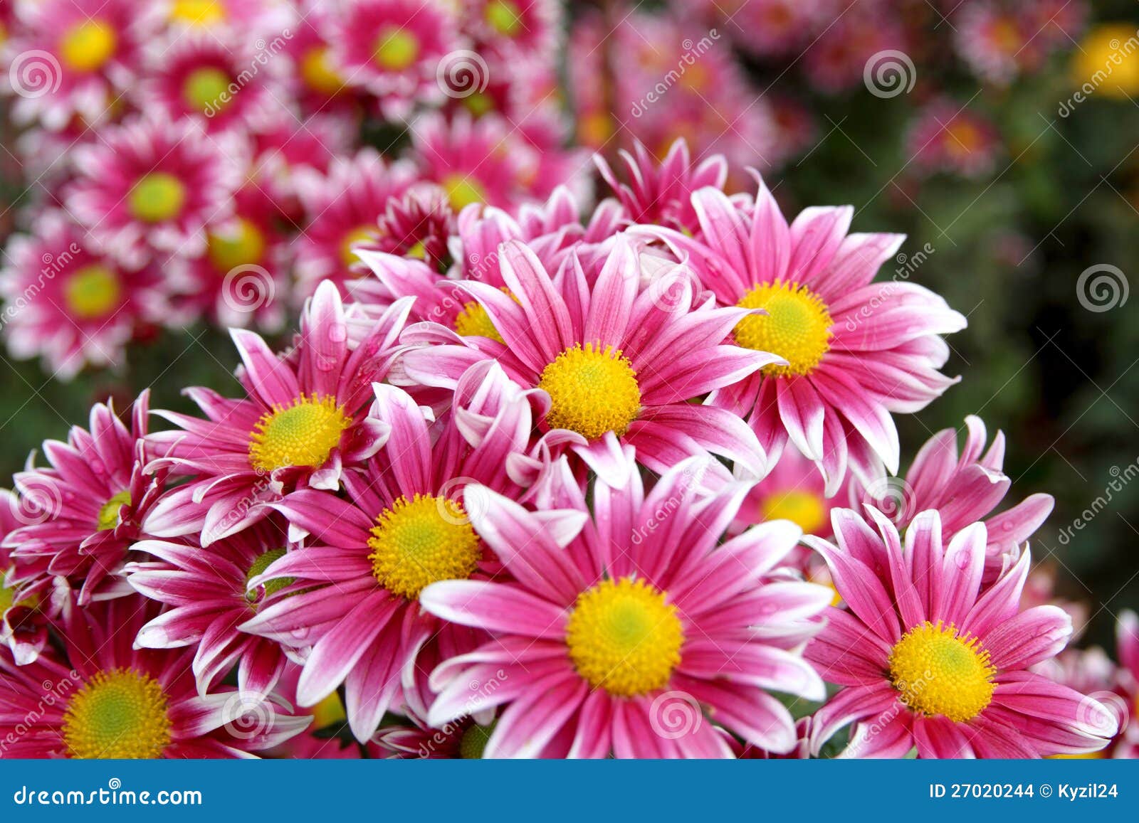 Autumn Chrysanthemum Flowers Stock Photo - Image of beautiful, bouquet ...