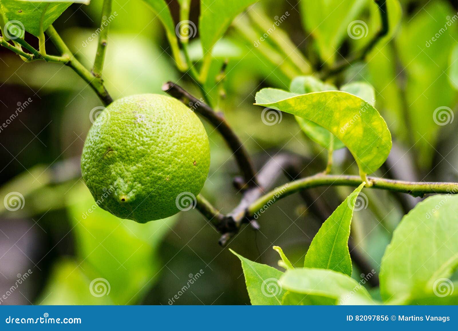 Autumn Citrus Trees with Naked Branches Stock Photo - Image of dawn ...