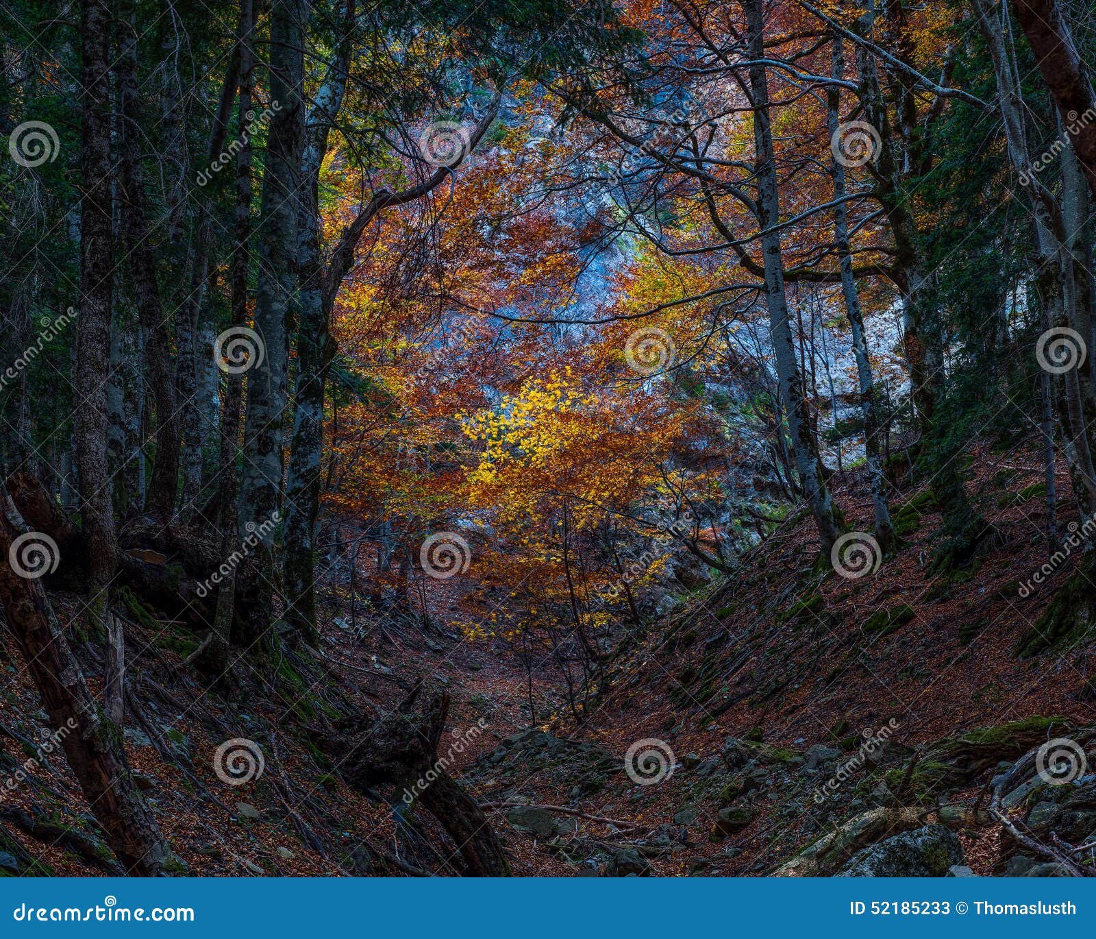 Autumn clearing stock image. Image of fairytale, fantastic - 52185233