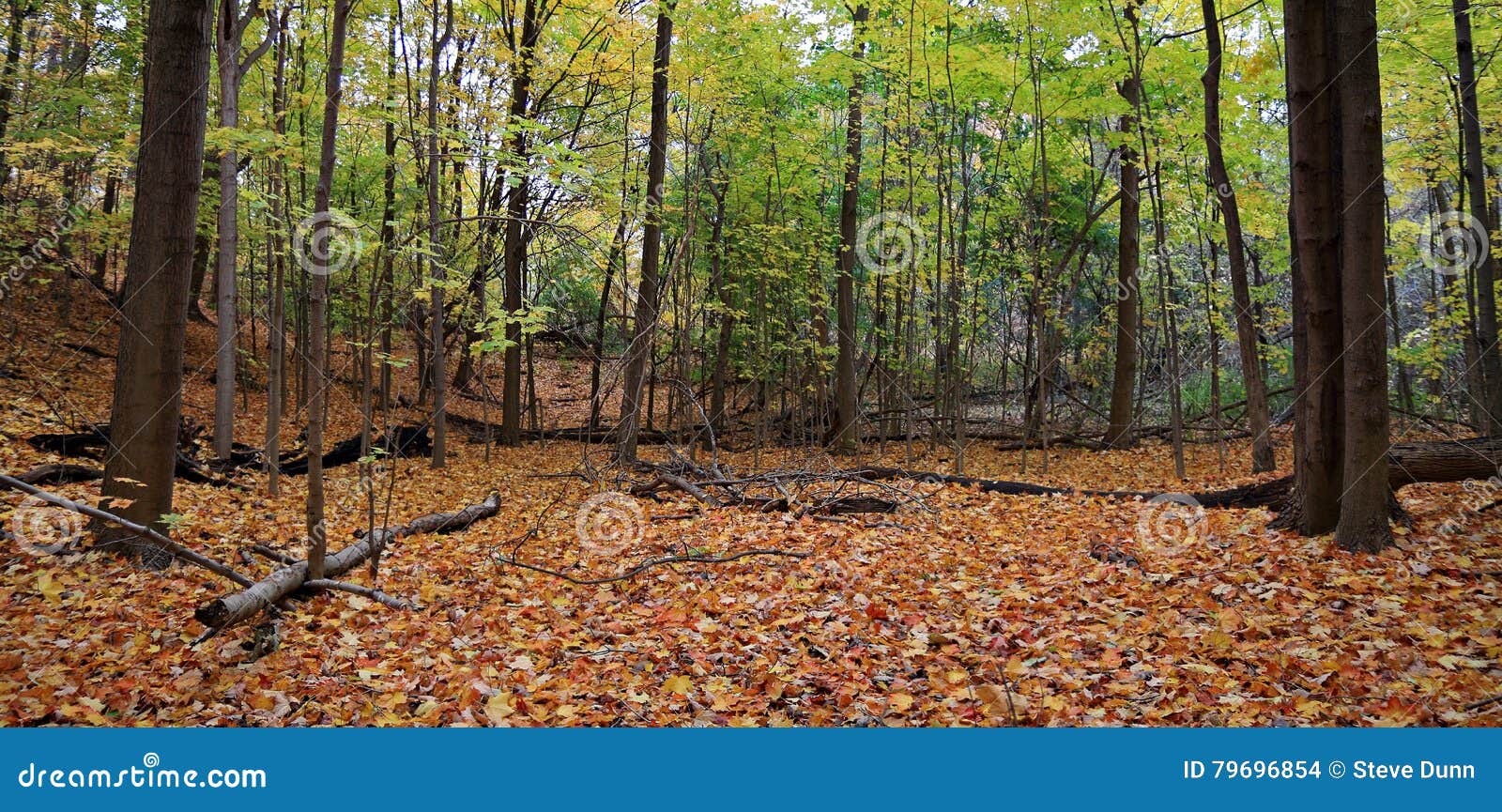 Autumn clearing stock photo. Image of clearing, woods - 79696854