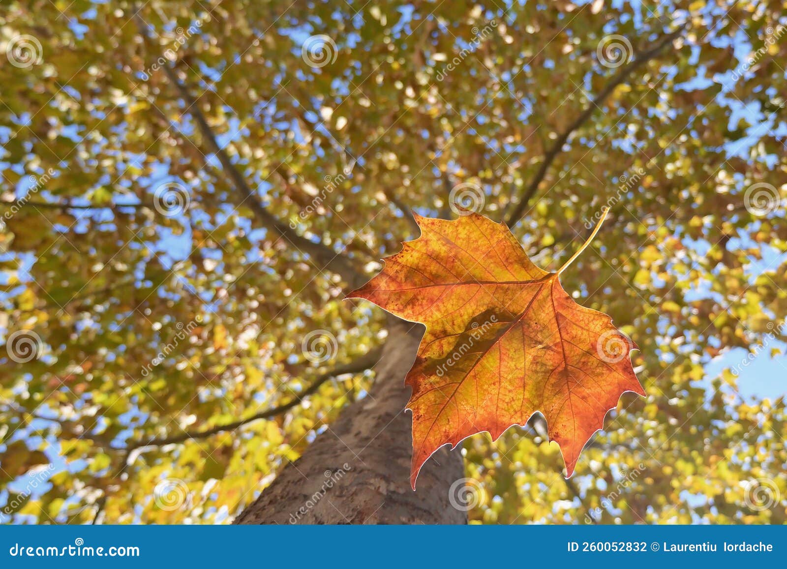 Autumn Closeup Single Maple Leaf Stock Photo - Image of plant, leaf ...